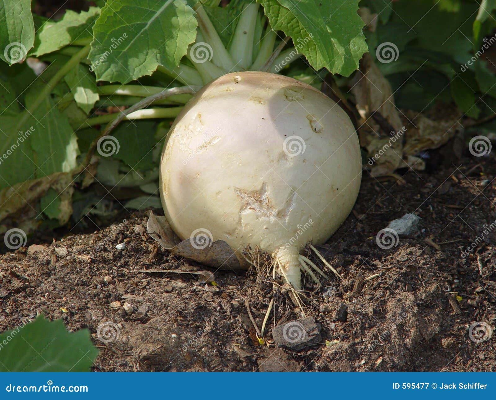 Nabo imagen de archivo. Imagen de suelo, tierra, verdes - 595477