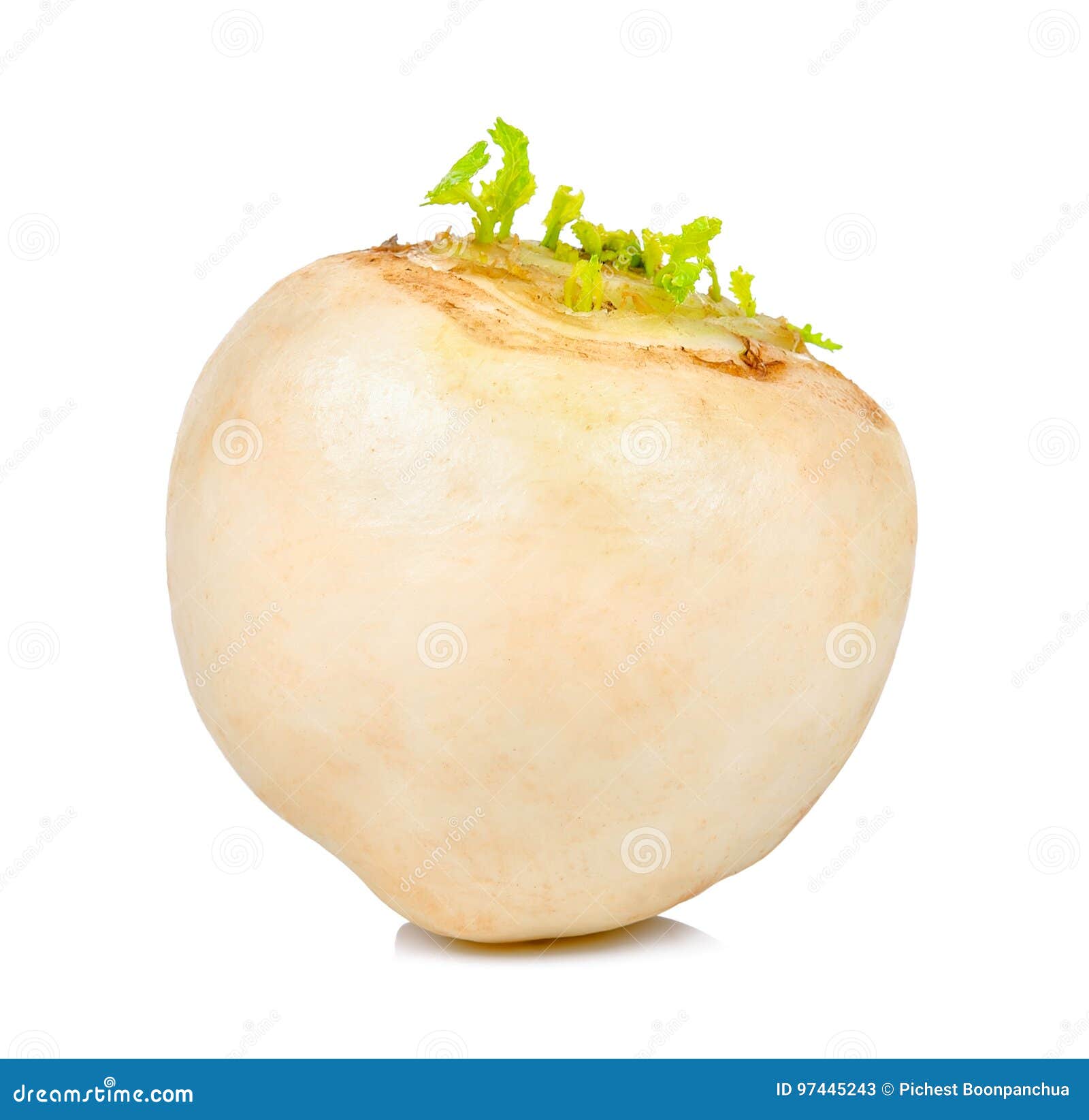 Nabo Blanco Aislado En El Fondo Blanco Imagen de archivo - Imagen de ...