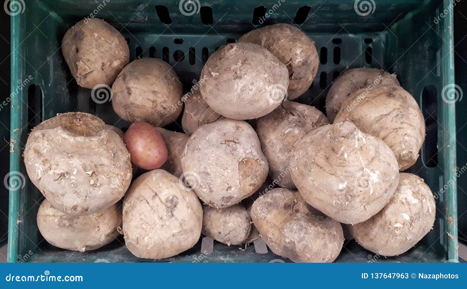 Nabo dulce fresco imagen de archivo. Imagen de alimento - 137647963