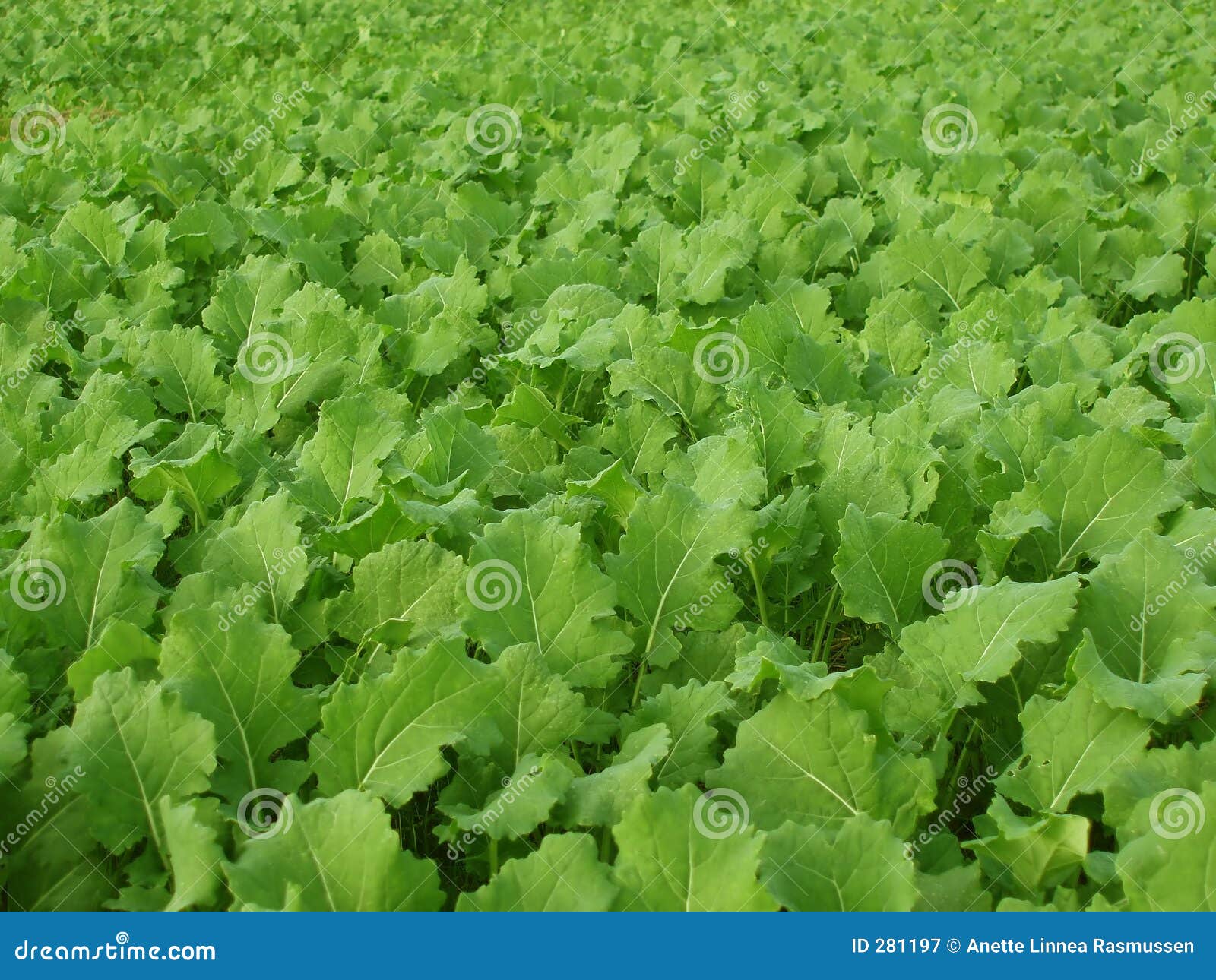 Nabos imagen de archivo. Imagen de colinabo, hoja, paisaje - 281197