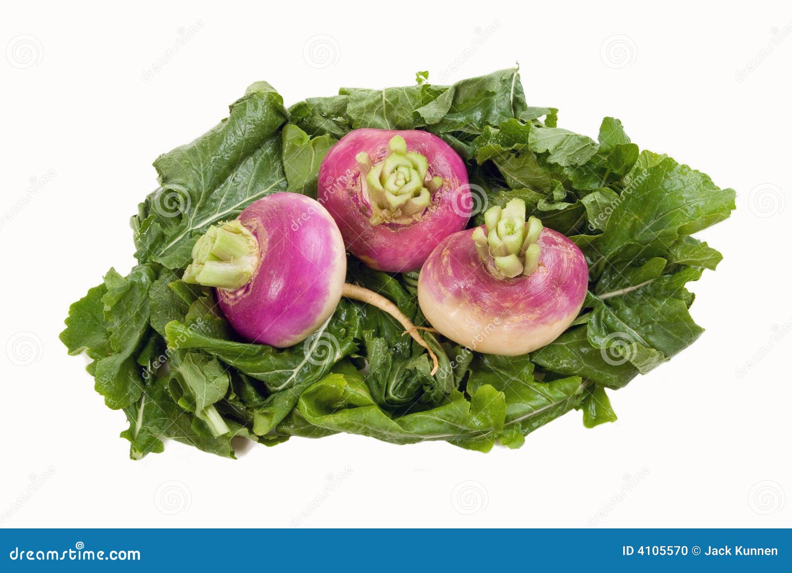 Nabos Em Uma Cama Dos Verdes Foto de Stock - Imagem de nabo, folha: 4105570