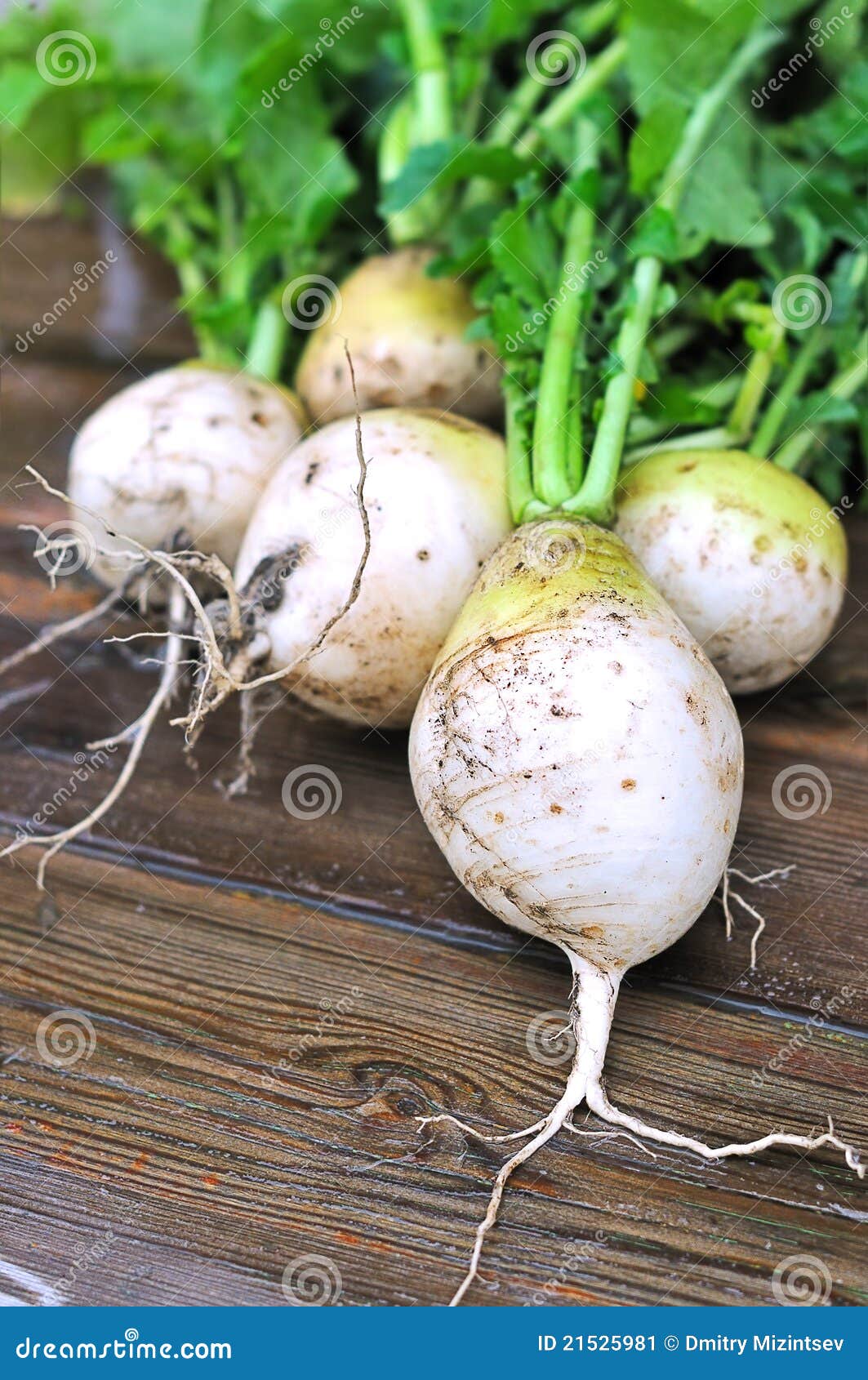 Nabos en el vector imagen de archivo. Imagen de nabos - 21525981