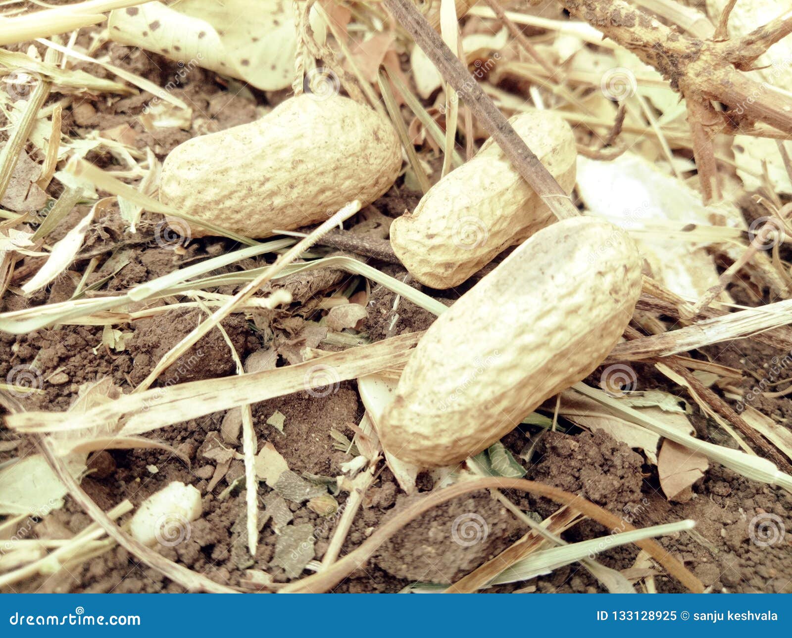 Nachar stock image. Image of selecta, cemera, nachar - 133128925