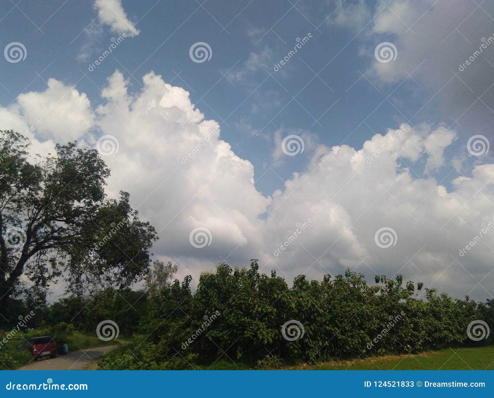 Nachar stock image. Image of real, nachar, tree, green - 124521833