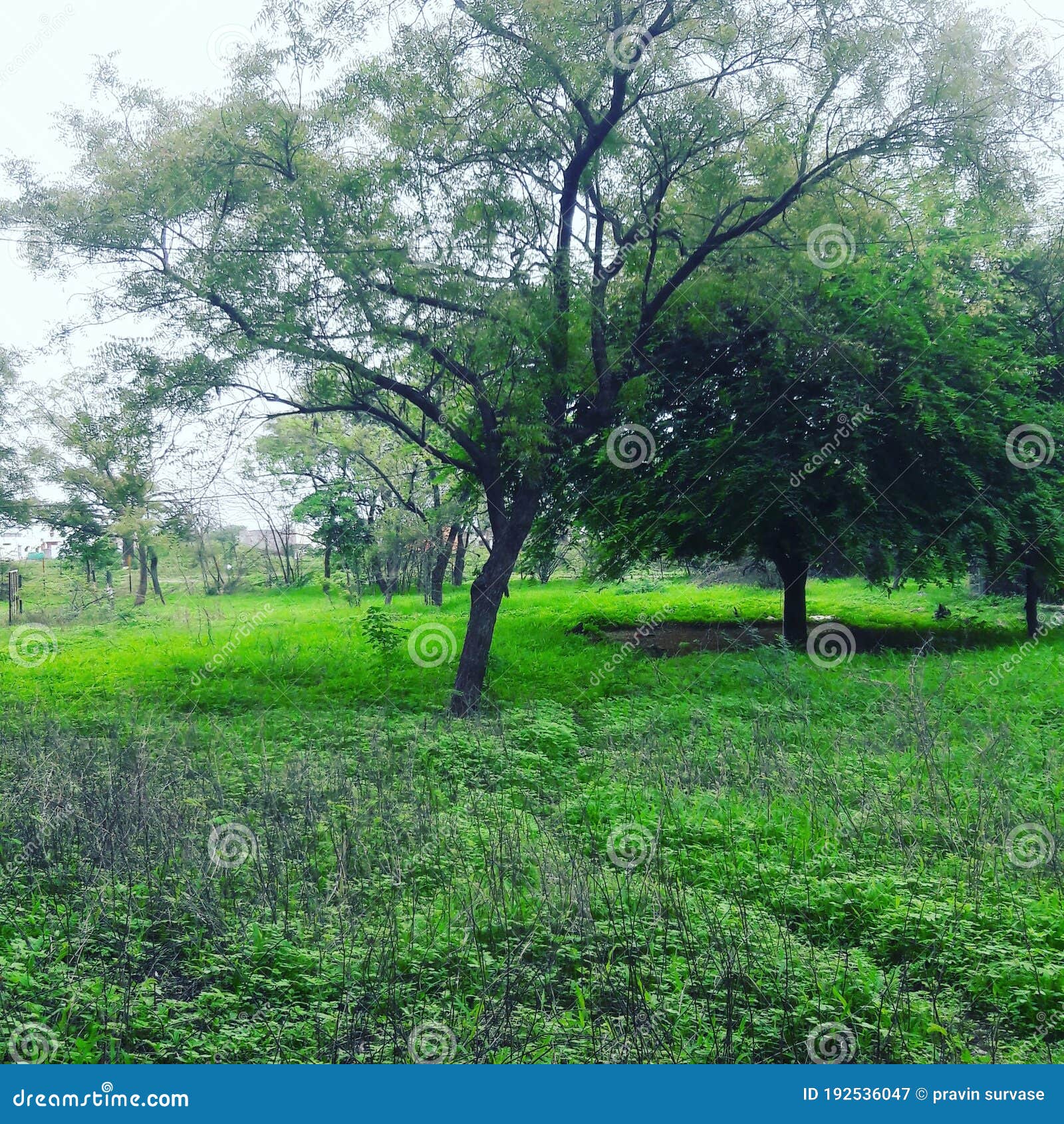 Nachar stock image. Image of green, grass, butiful, nachar - 192536047