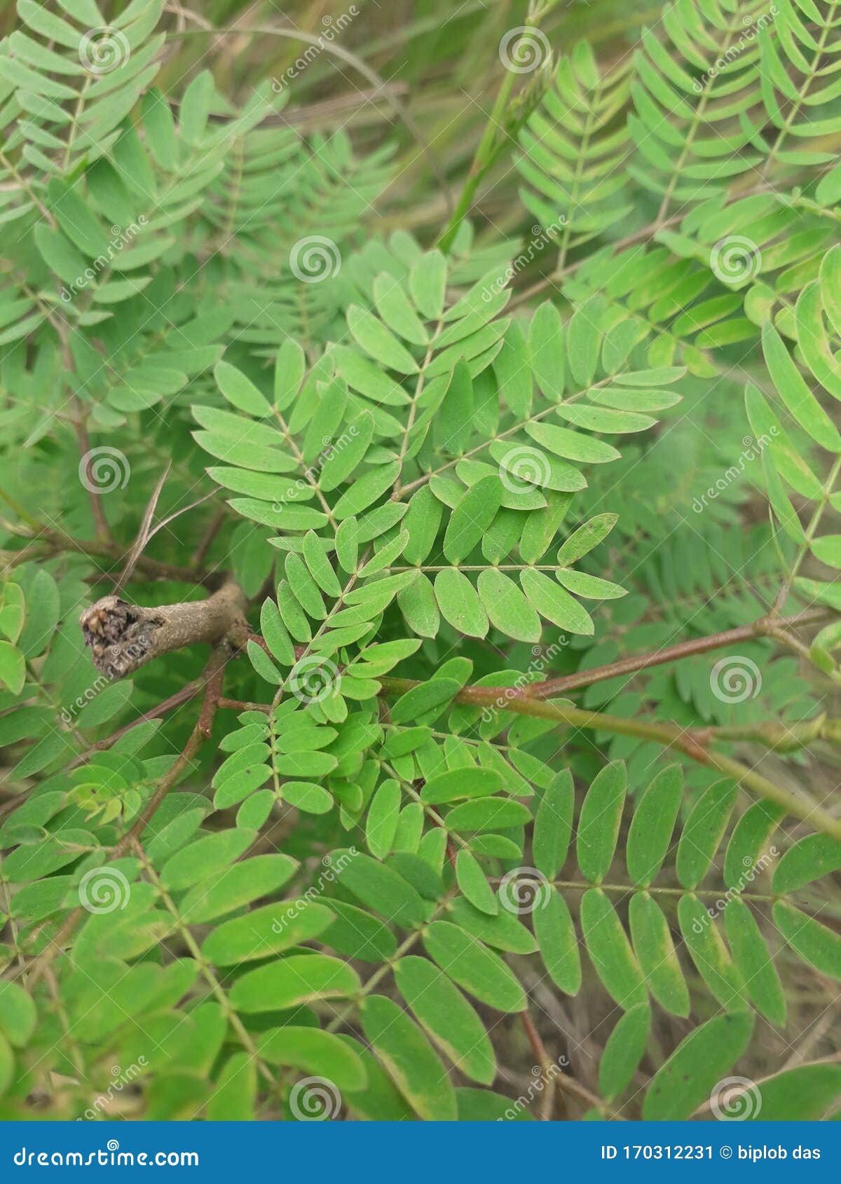 Nacher stock image. Image of plant, tree, nacher, green - 170312231