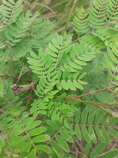 Nacher stock image. Image of plant, tree, nacher, green - 170312231