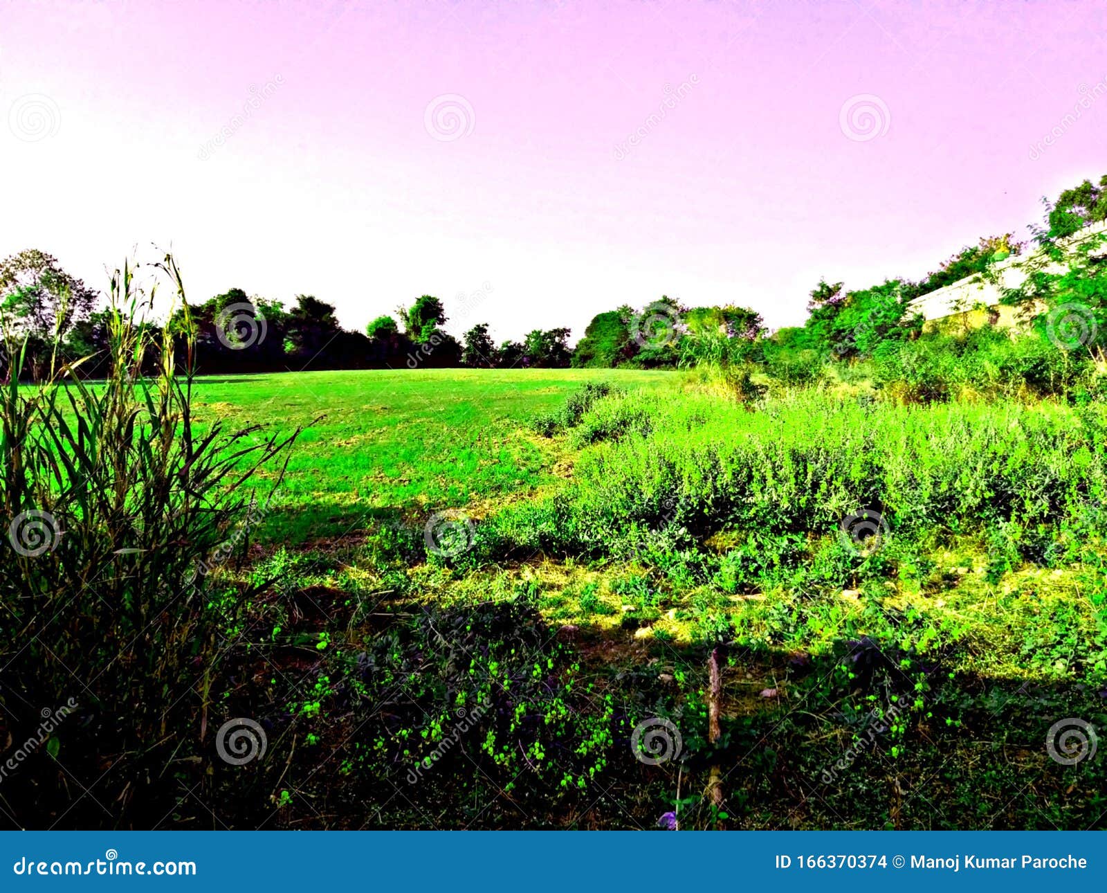 Nacher stock photo. Image of flowers, field, green, nacher - 166370374