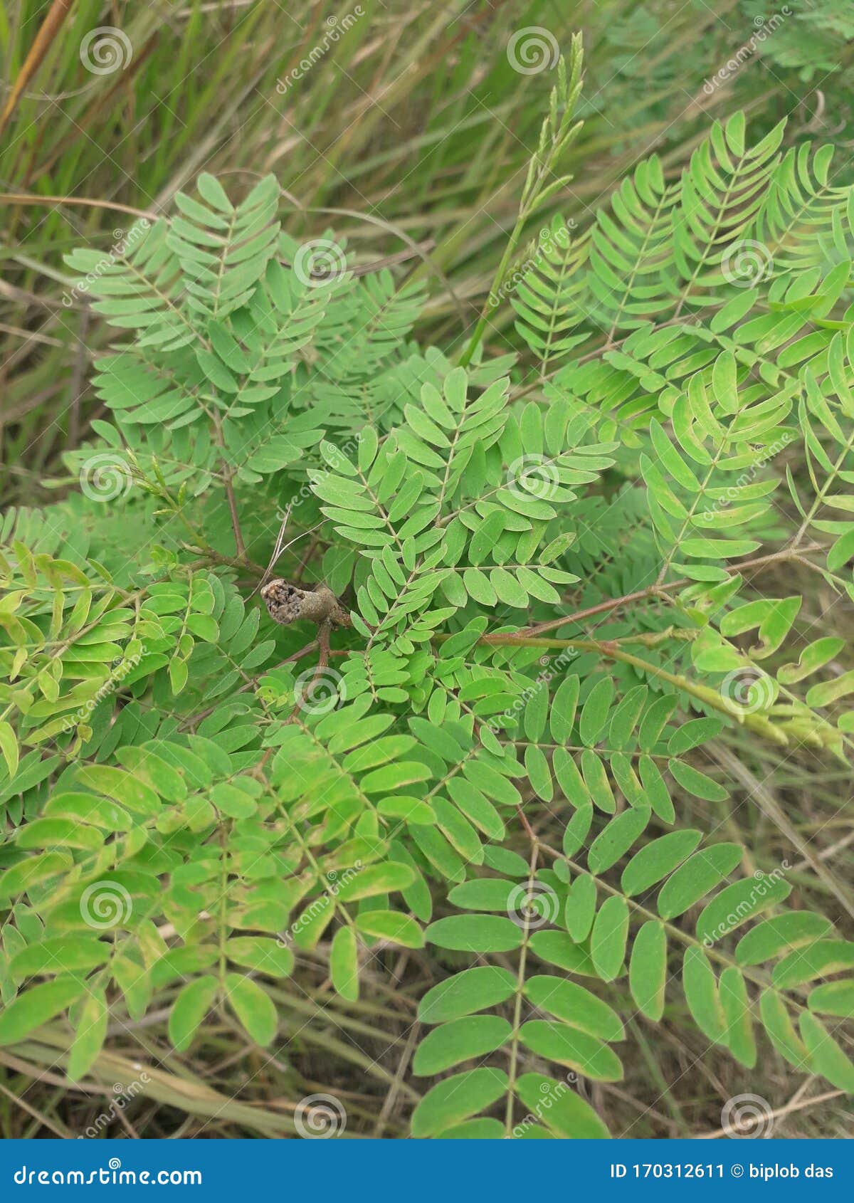 Nacher stock image. Image of osama, green, jangal, tree - 170312611