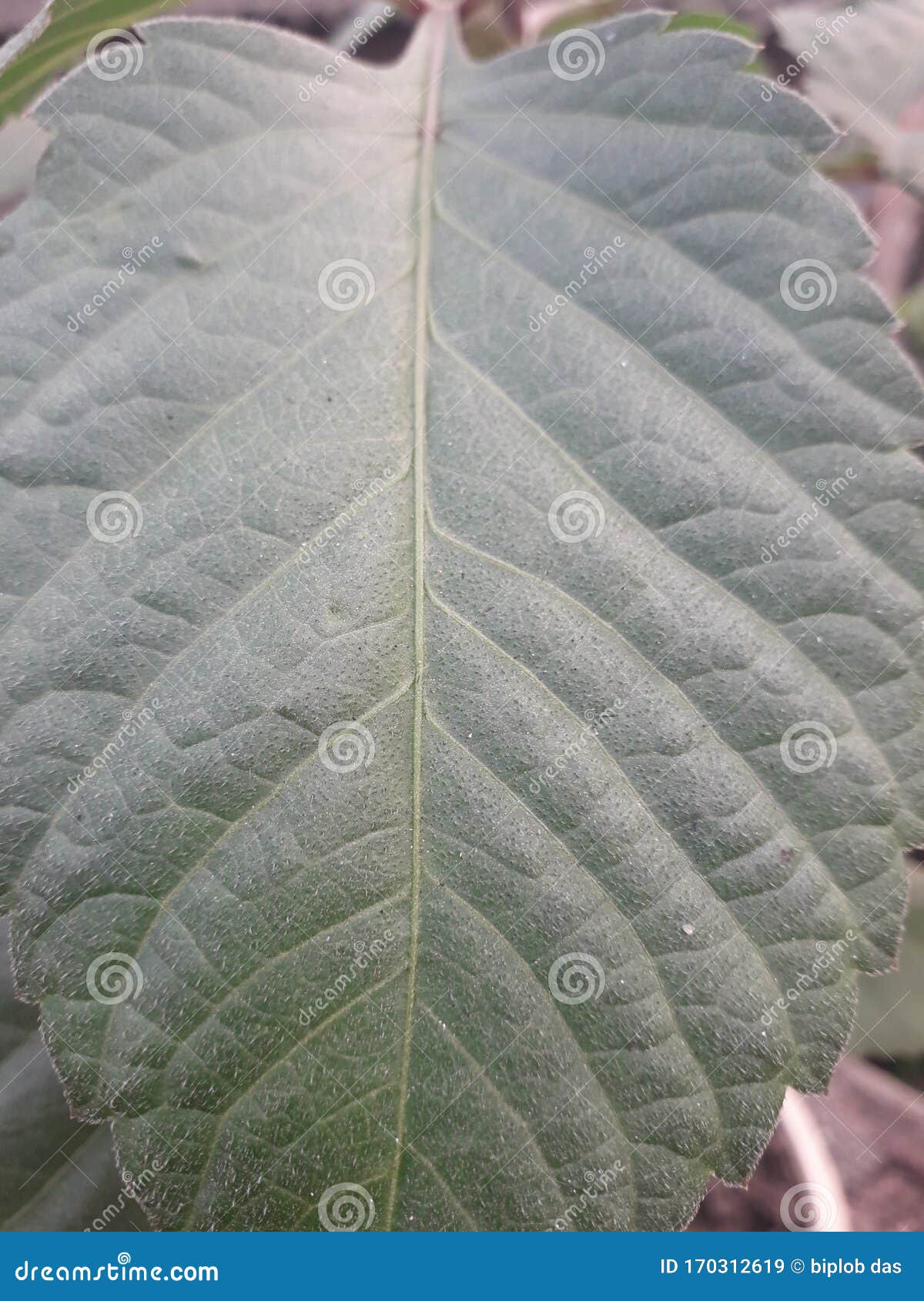 Nacher Photos - Free & Royalty-Free Stock Photos from Dreamstime