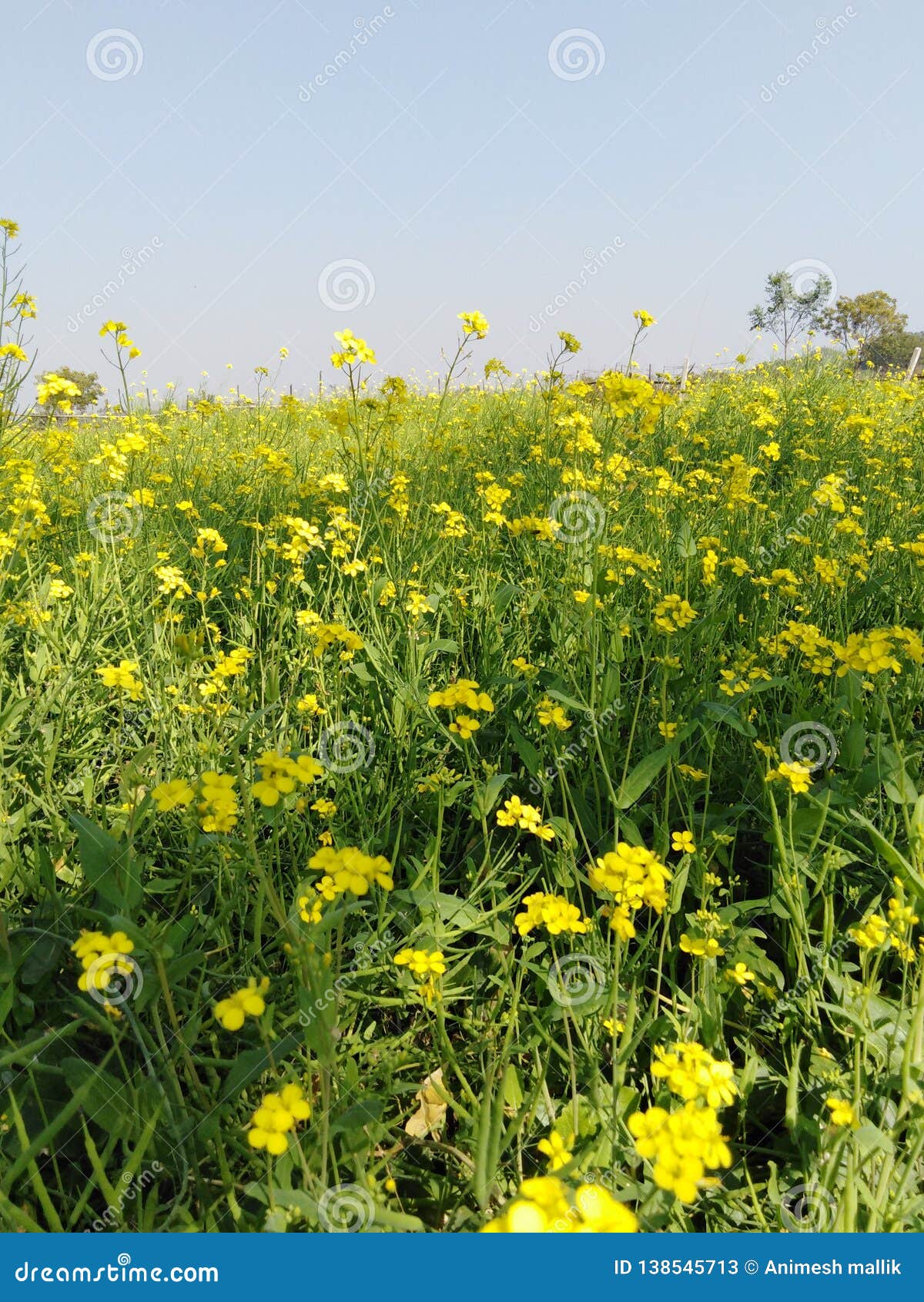Masterd flower gerden stock image. Image of gerden, gren - 138545713