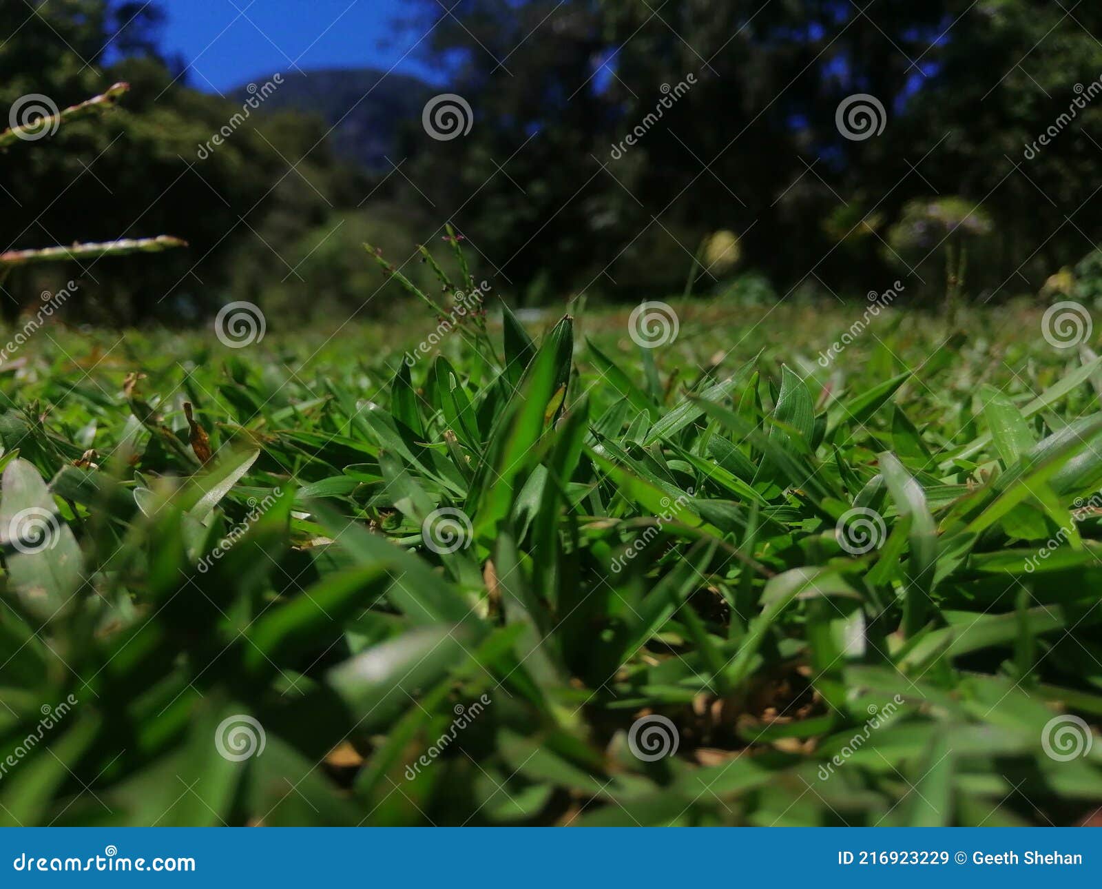Nachural Grass Garden in Srilanka Stock Image - Image of fully ...