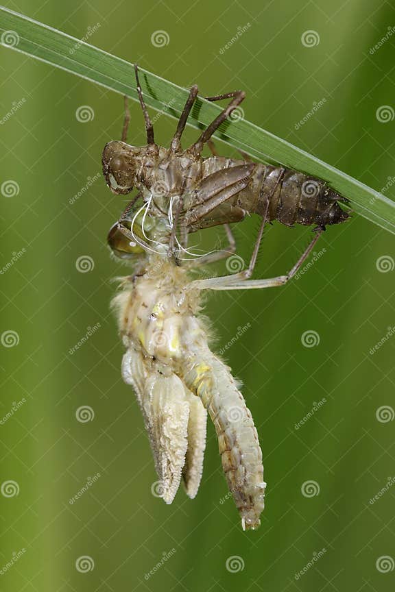 Nacimiento de la libélula imagen de archivo. Imagen de vivir - 5260511