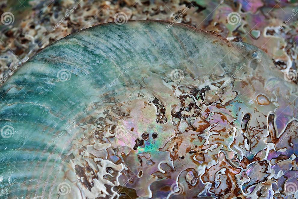 Nacre background. stock photo. Image of seashell, water - 18057904