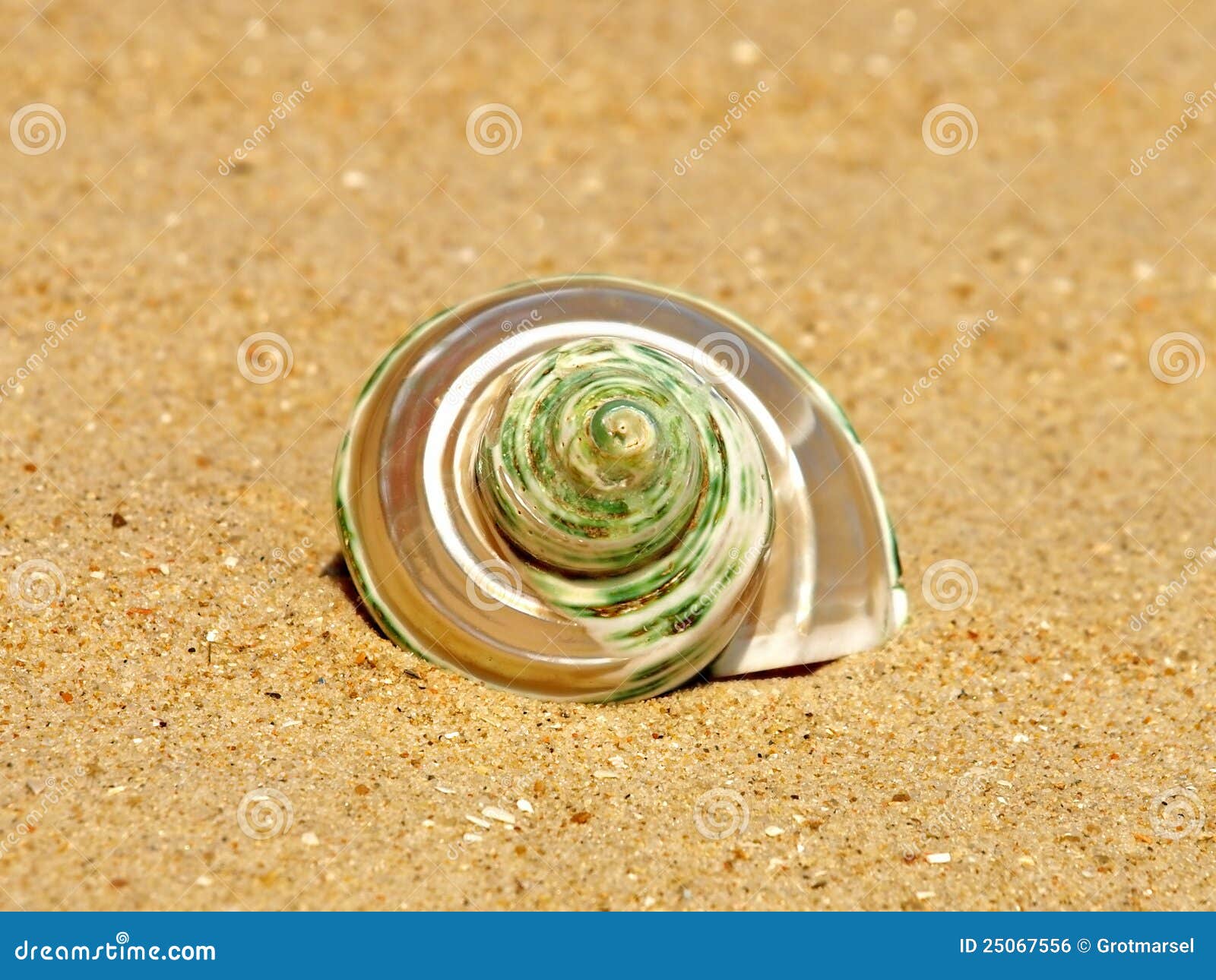 Nacreous Conch Shell on Sandy Beach. Stock Photo - Image of close ...