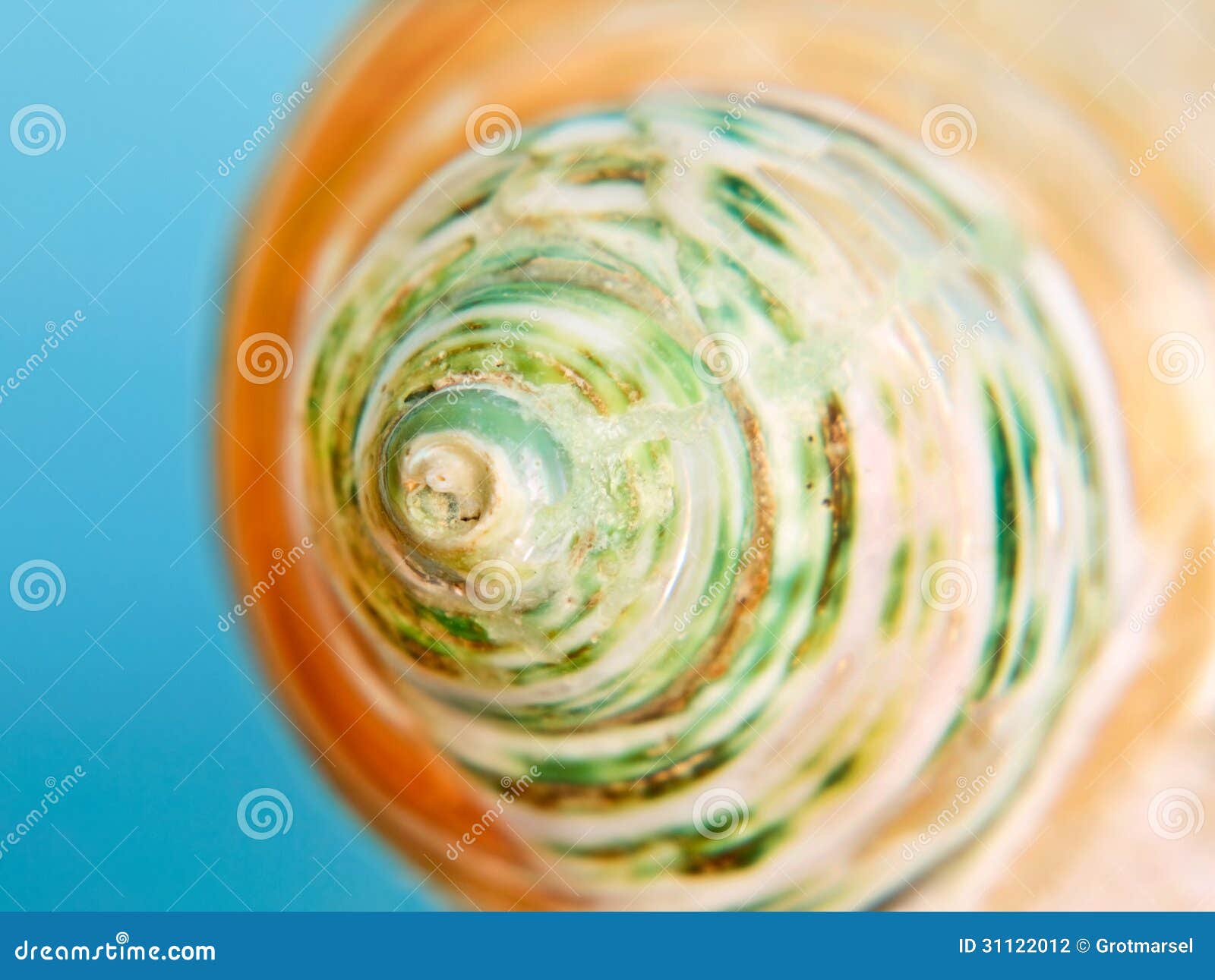 Nacreous Seashell. Closeup. Stock Photo - Image of close, shell: 31122012
