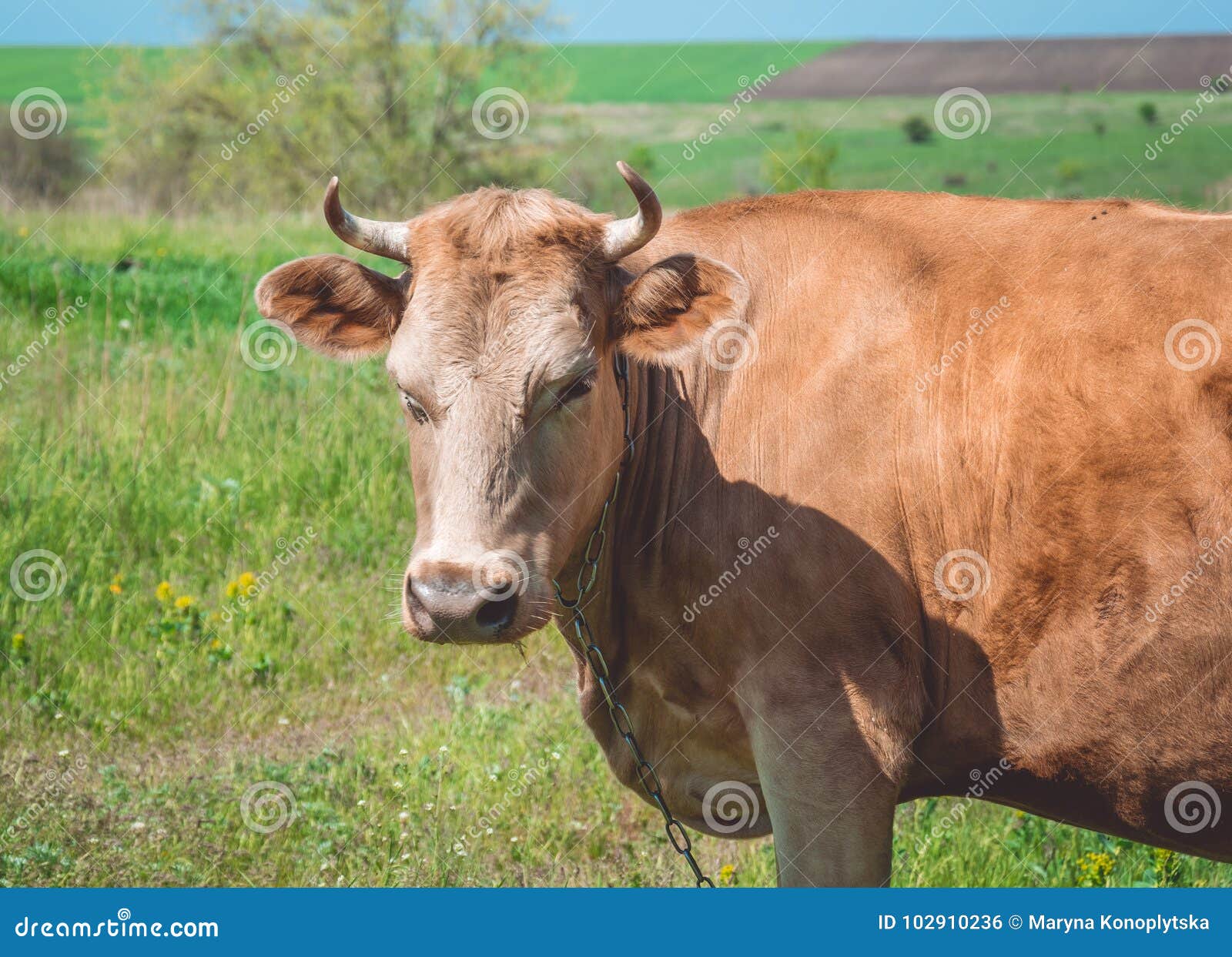Nadenkende Rode Koe in Een Heldere De Lenteweide Stock Foto - Image of ...