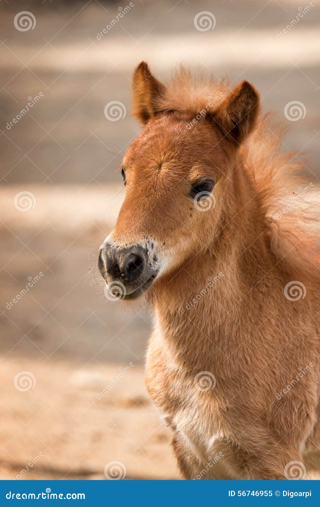 Nag horse stock image. Image of nice, green, rest, small - 56746955