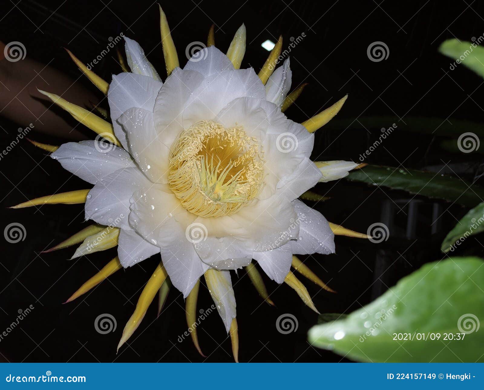 Naga Fruit Flower in Balkon Stock Image - Image of fruit, naga: 224157149