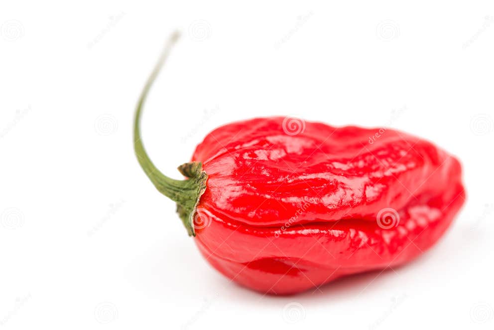 Naga morich stock photo. Image of food, morich, flavor - 22738204