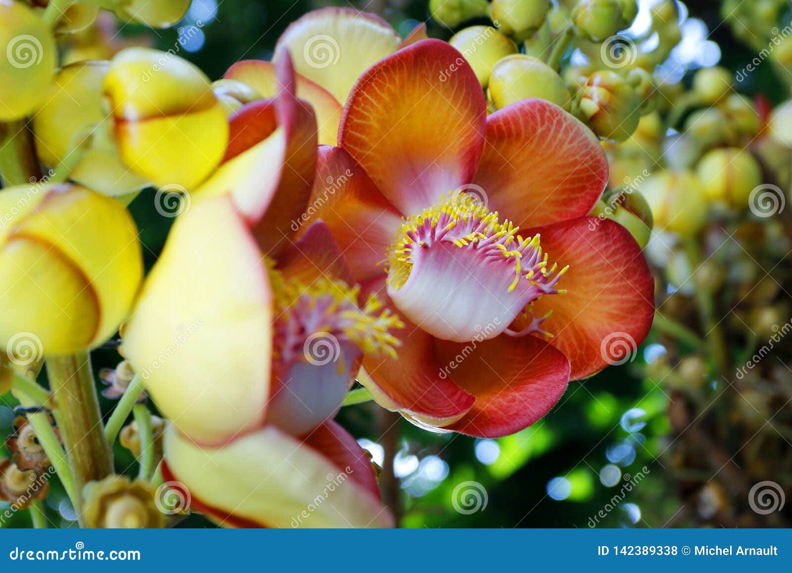 Nagalinga Flower,cannonball Tree Stock Photo - Image of ball, closeup ...
