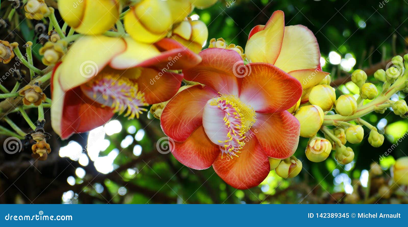 Nagalinga Flower,cannonball Tree Stock Image - Image of ball, floral ...