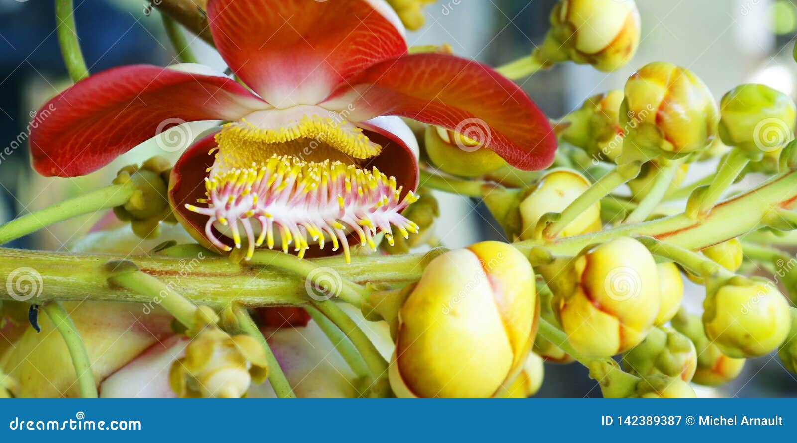 Nagalinga Flower,cannonball Tree Stock Image - Image of cannon, botany ...