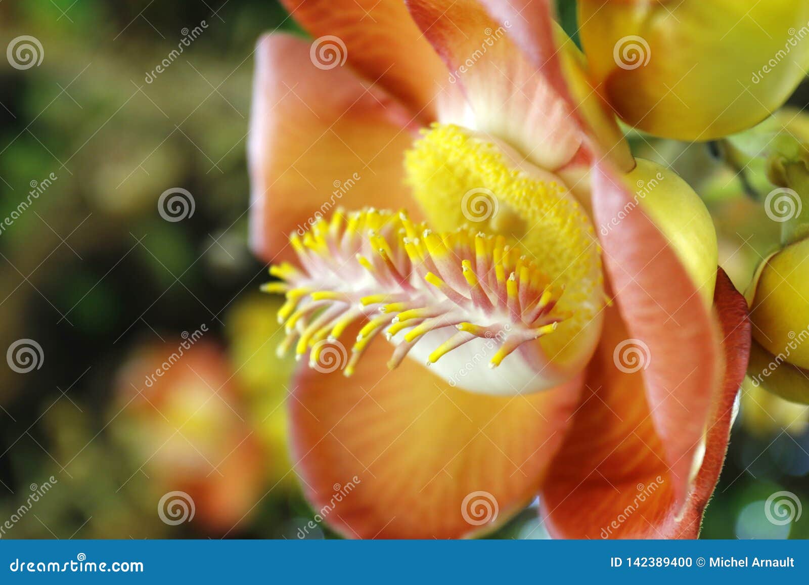 Nagalinga Flower,cannonball Tree Stock Photo - Image of bright, bloom ...