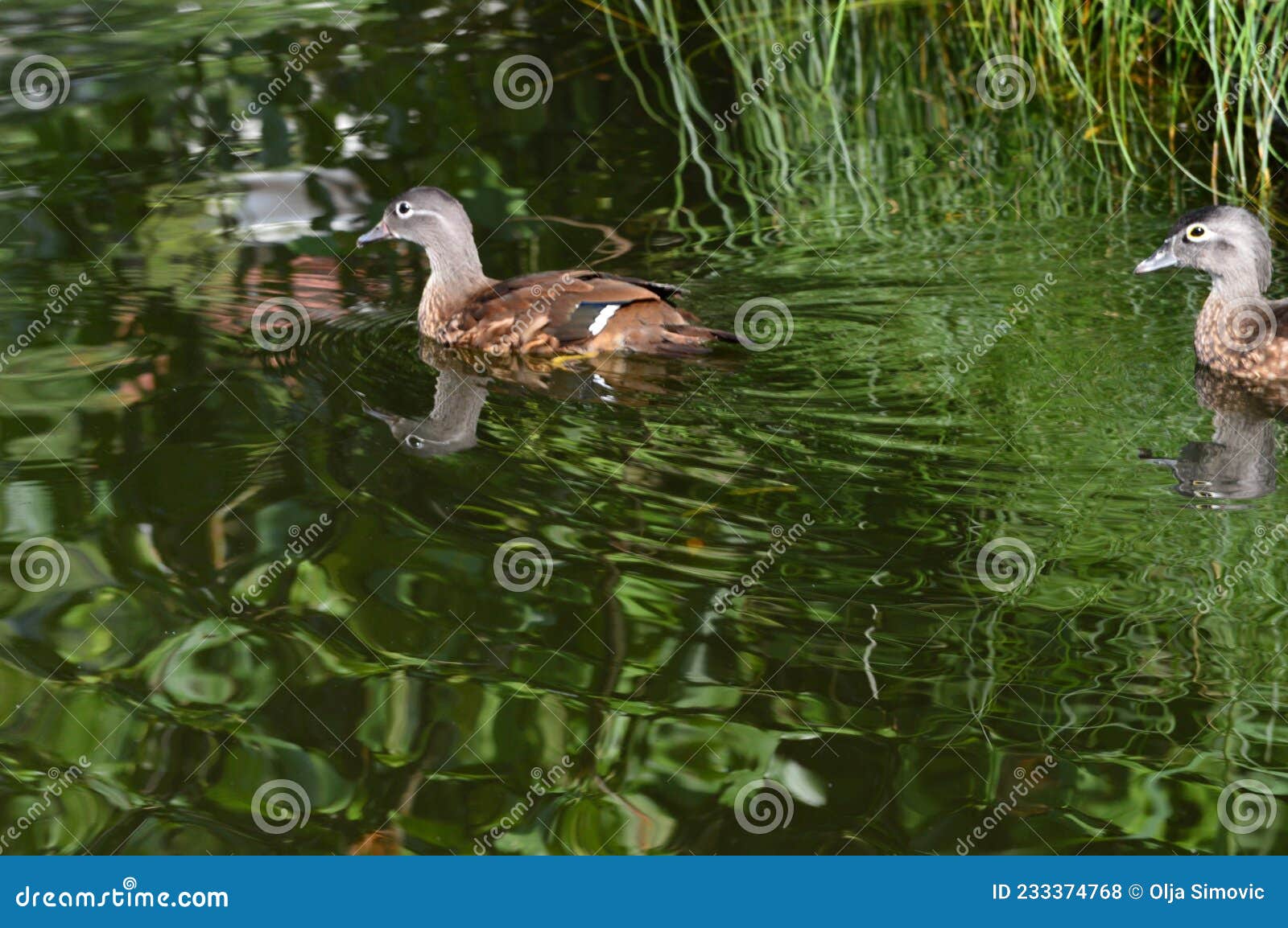 Nage De Canard Sur Un Lac Limpide Photo stock - Image du animal, bains ...