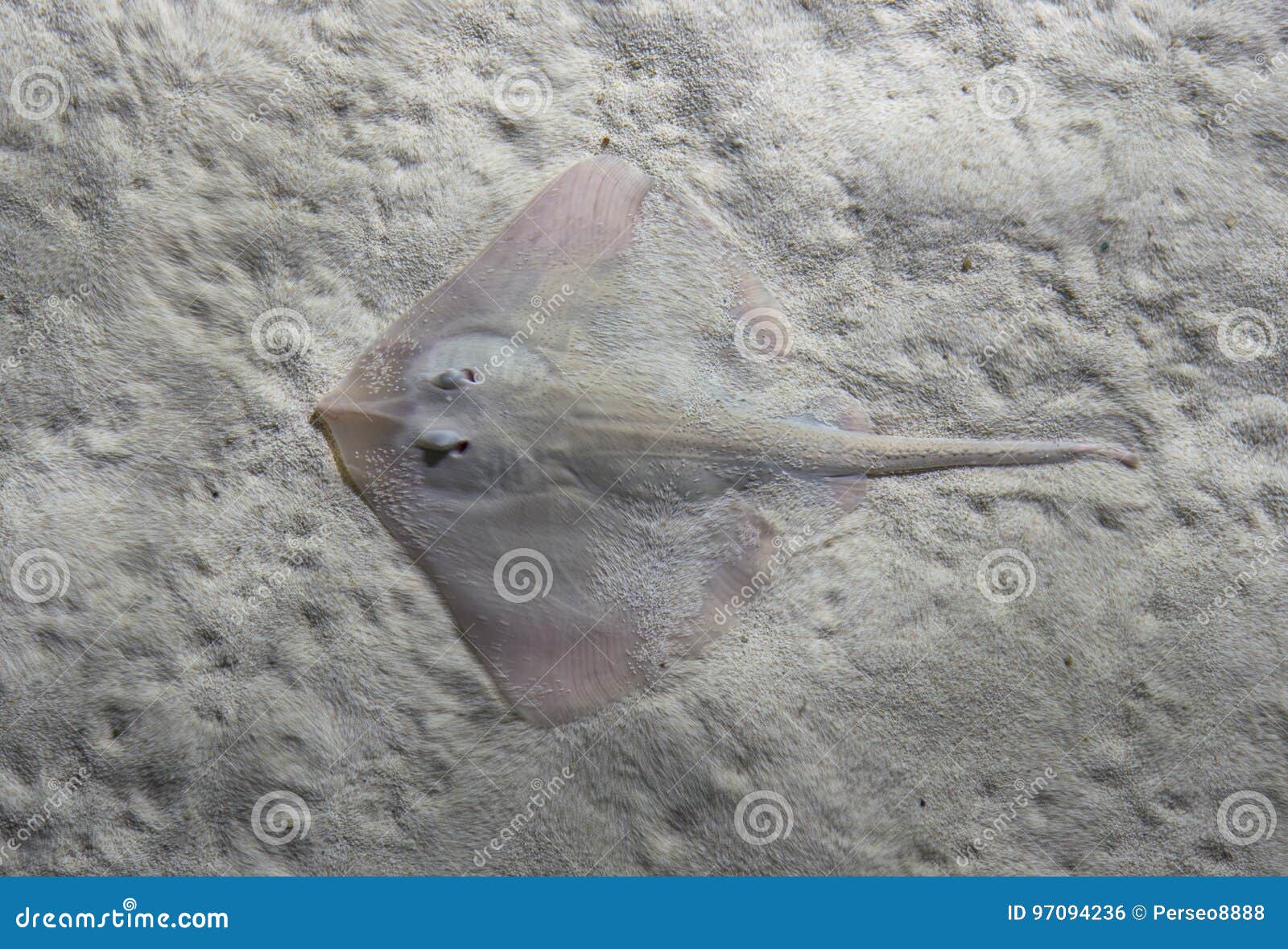 Nagelrochen-Raja-clavata, Alias Der Thornback Rochen Stockfoto - Bild ...