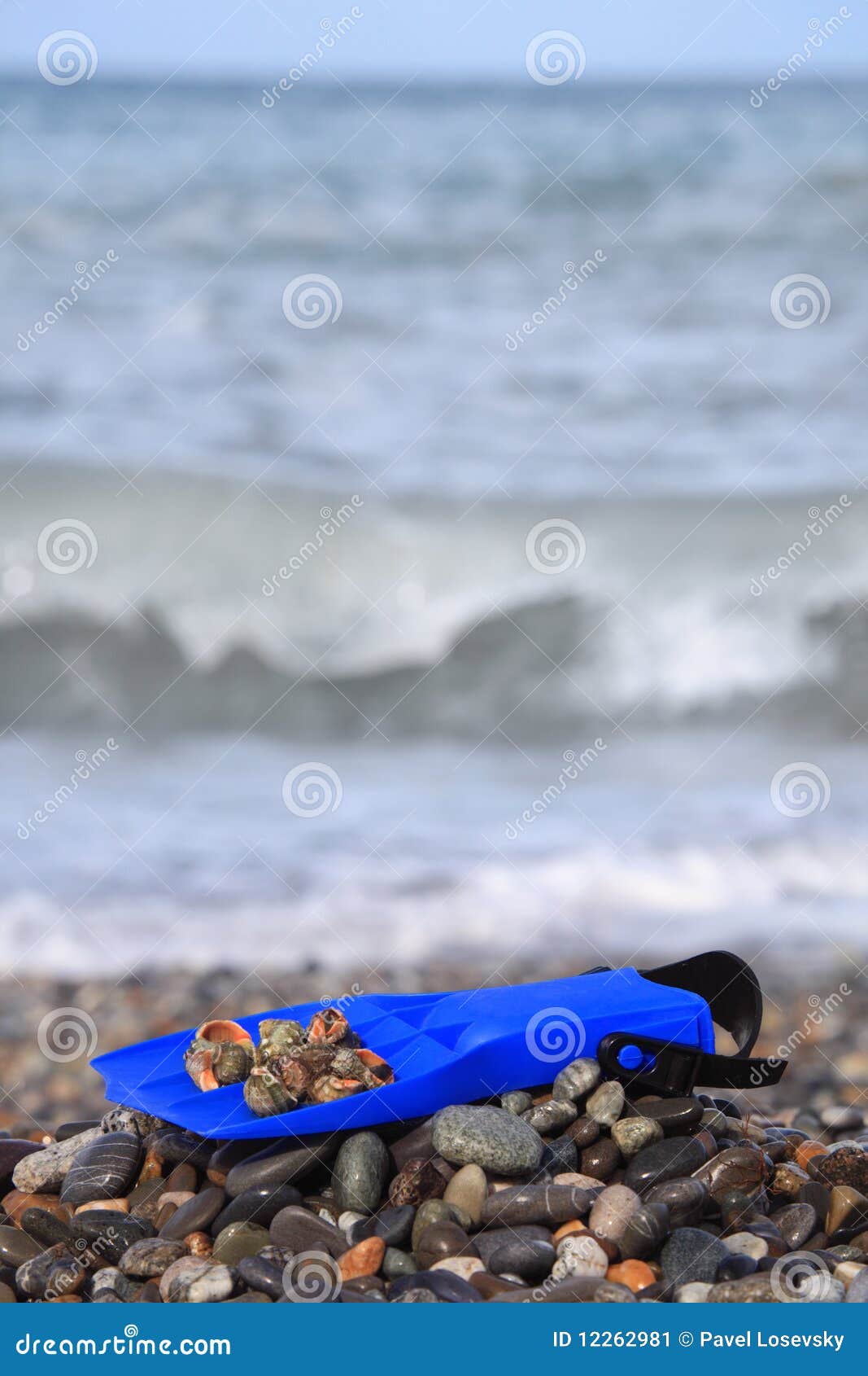 Nageoire Avec Le Seashell Sur La Plage Pierreuse Image stock - Image du ...