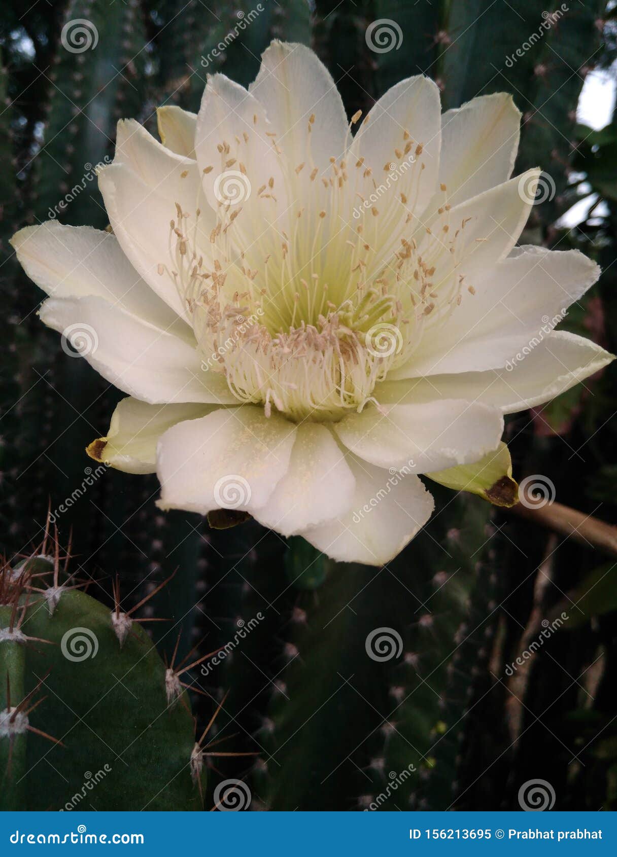 Nagfani Flower Stock Illustrations – 1 Nagfani Flower Stock ...