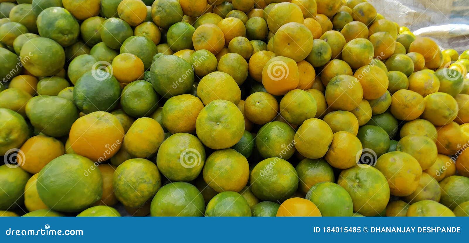 Nagpur Oranges Congeries. Oranges Spread on Floor. Close Up of Nagpur ...
