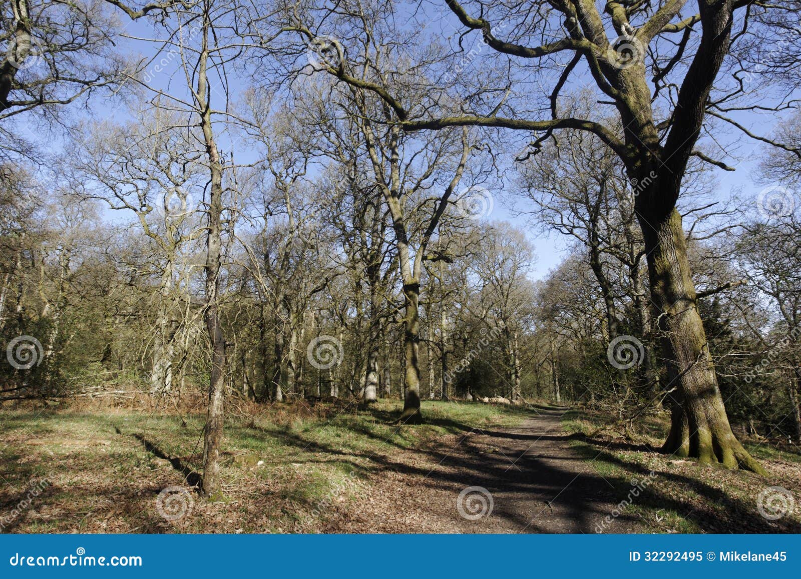 Nagshead RSPB Reserve stock image. Image of nature, reserve - 32292495