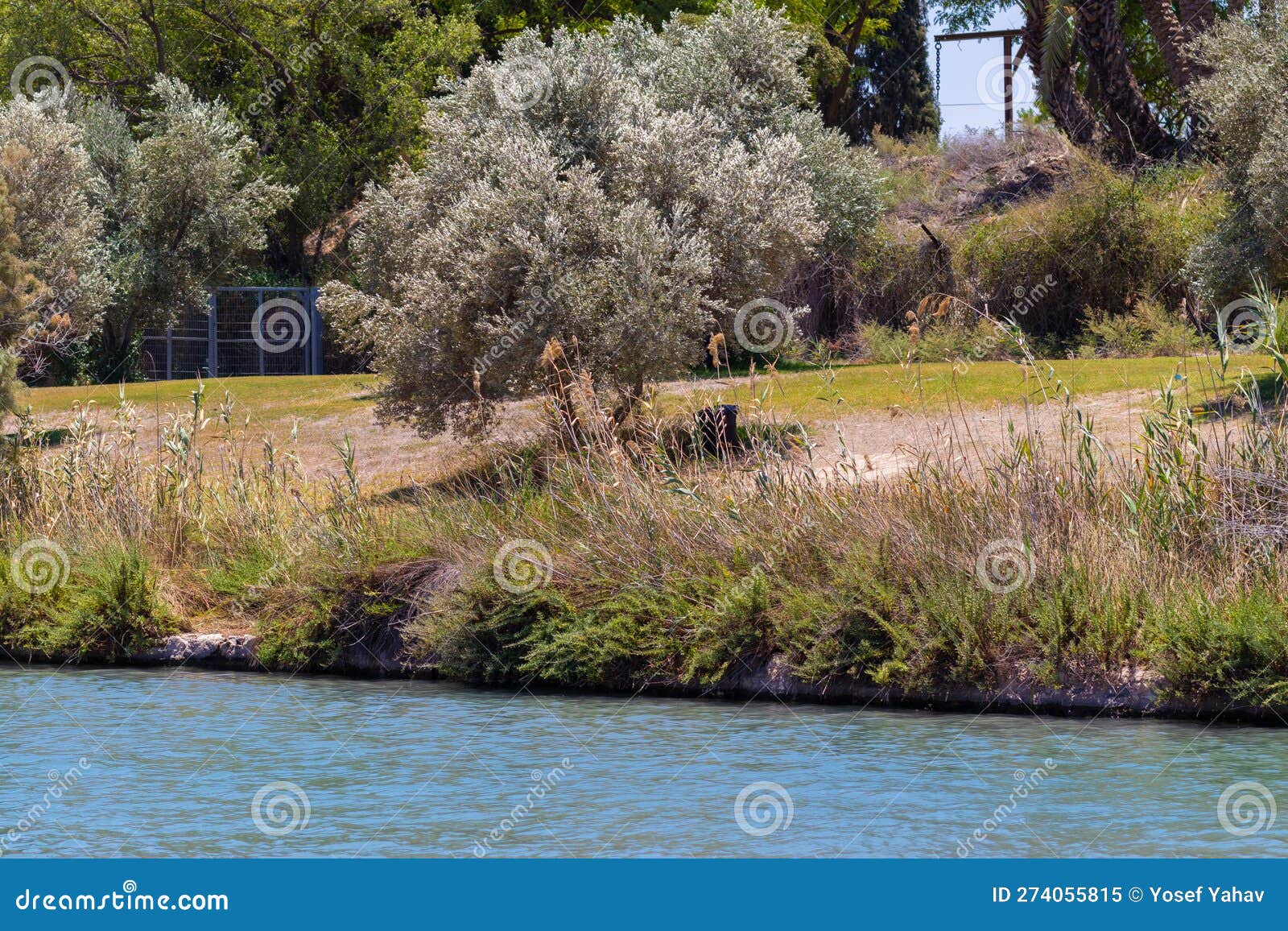 Nahal Hassi - Flows within Kibbutz Nir David Stock Image - Image of ...