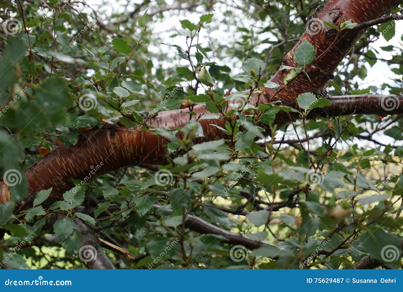 Nahaufnahme-Ast Mit Blättern Stockbild - Bild von nord, abbildung: 75629487