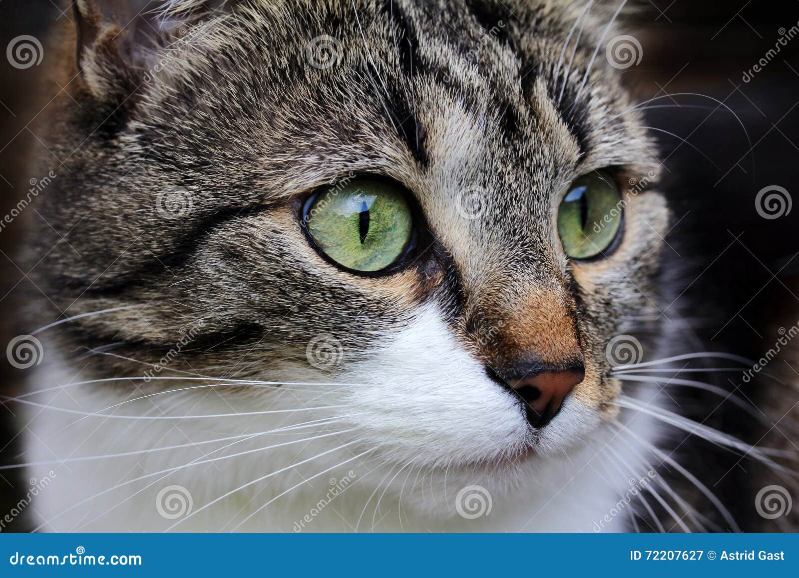 Nahaufnahme Der Augen Einer Katze Stockbild - Bild von katze, neugier ...