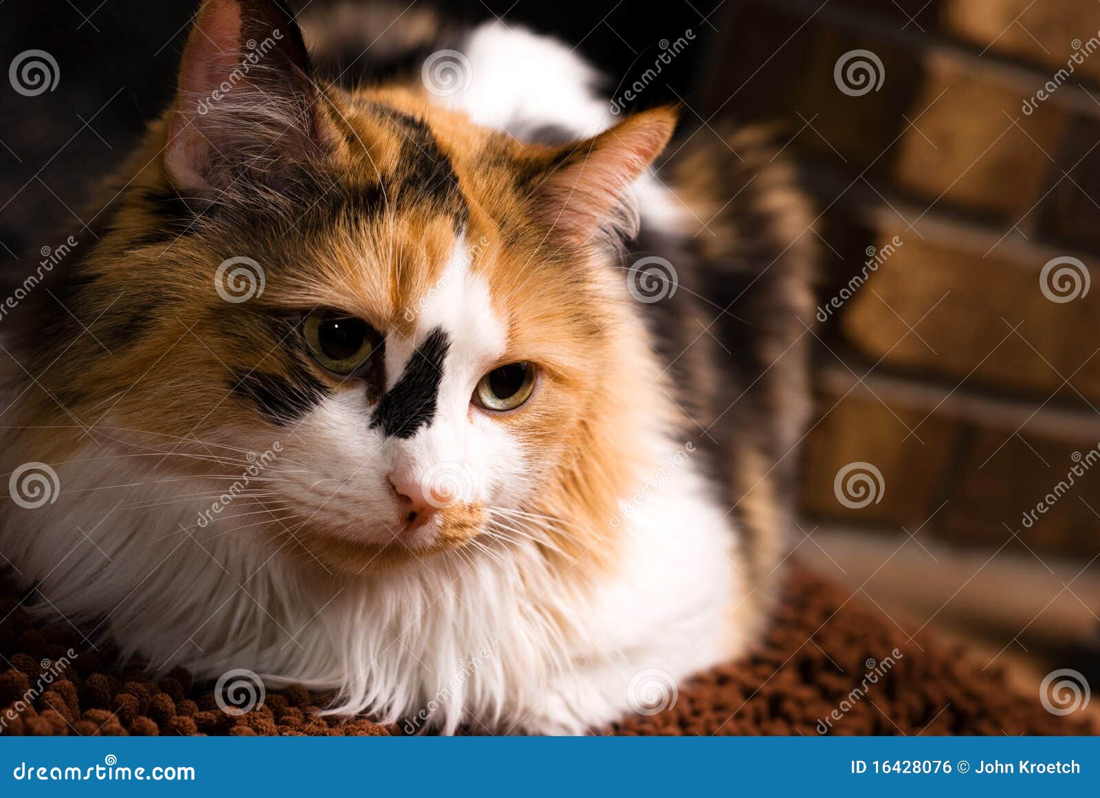 Nahaufnahme Der Kaliko-Katze Stockfoto - Bild von augen, frau: 16428076