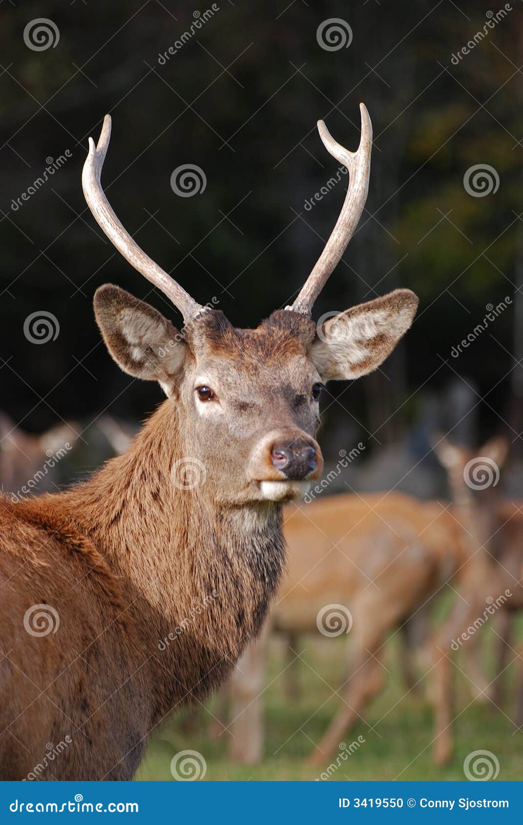 Nahaufnahme Der Rotwild Mit Dem Geweih Stockfoto - Bild von wild ...
