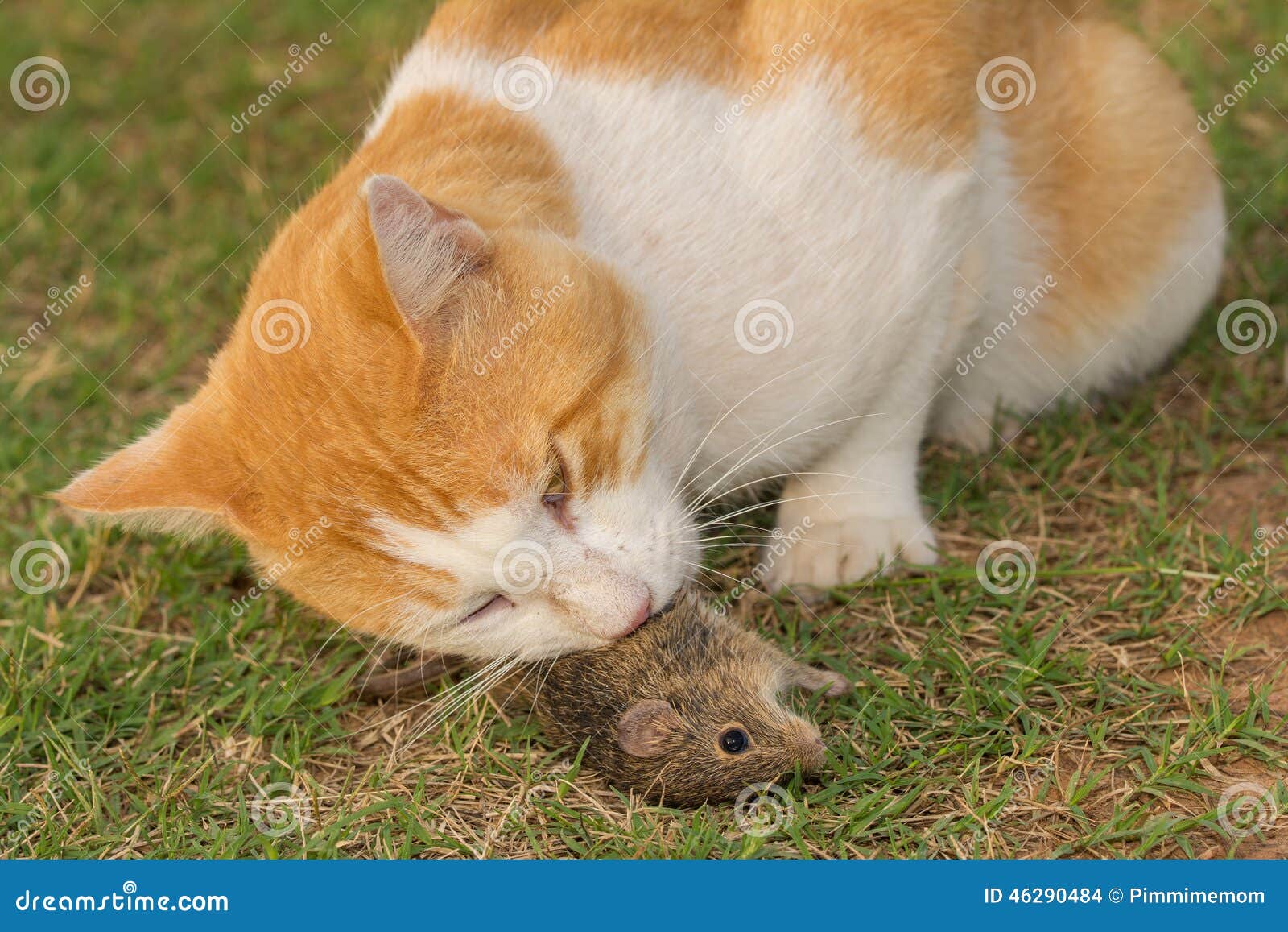 Nahaufnahme Einer Katze, Die Eine Maus Isst Stockfoto - Bild von boden ...