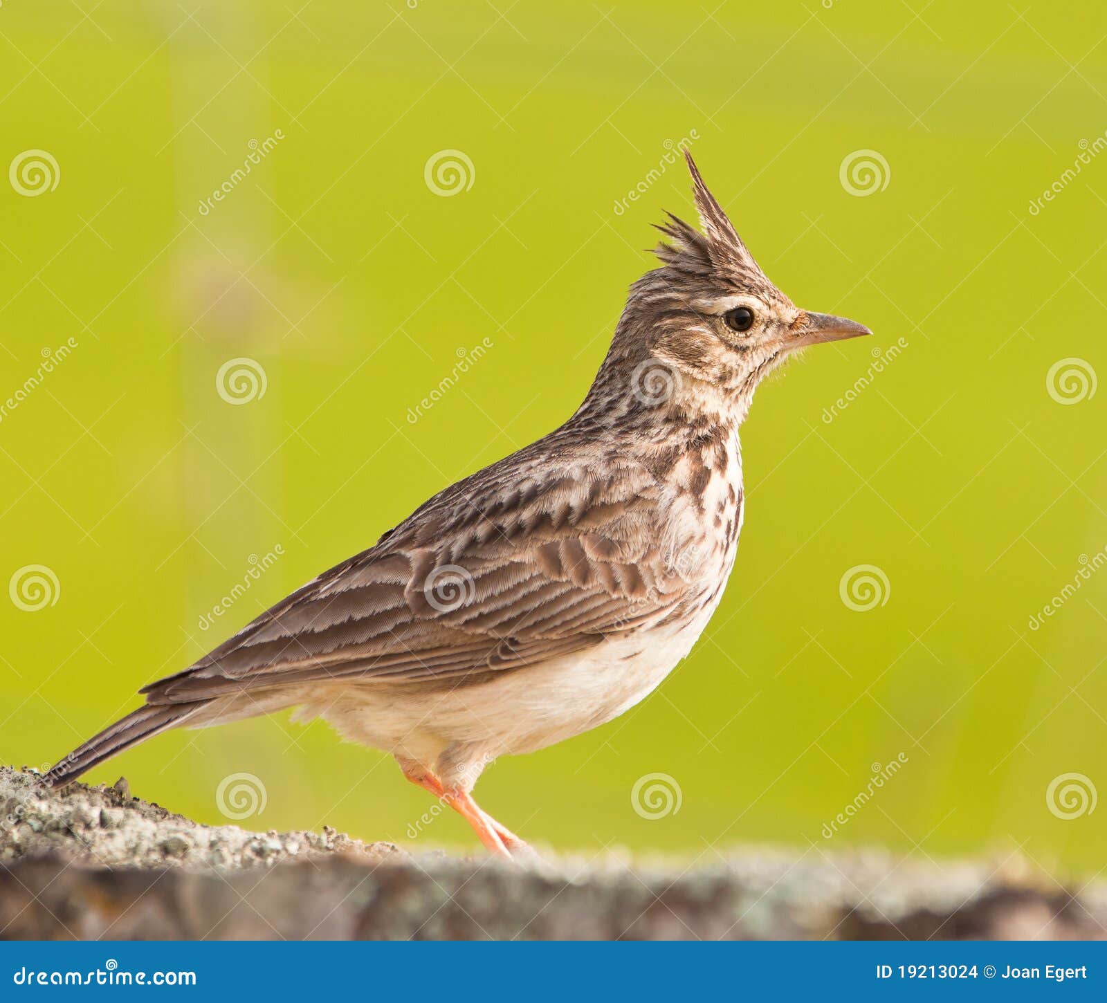 Nahaufnahme Einer Mit Haube Lerche Stockfoto - Bild von erklommen ...