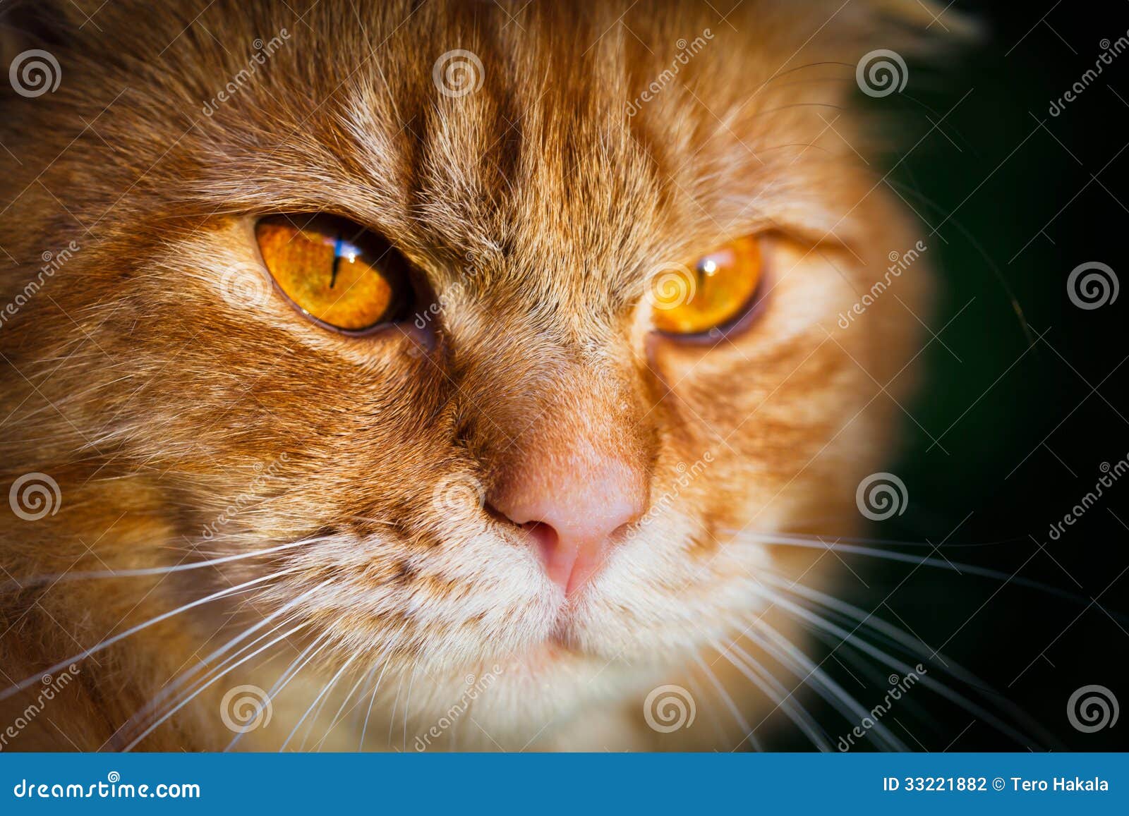 Nahaufnahme Eines Gesichtes Einer Orange Katze Der Getigerten Katze ...