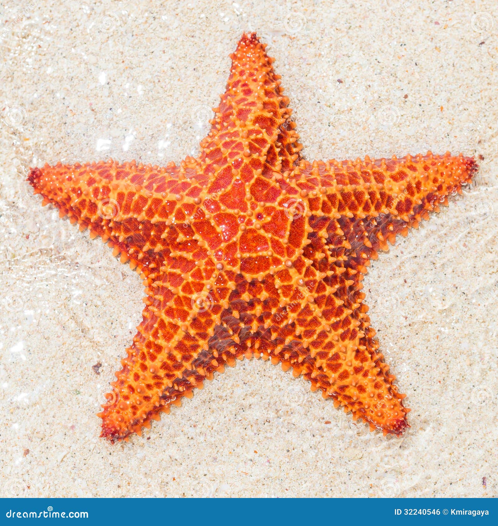 Nahaufnahme Eines Starfish (Seestern) Stockfoto - Bild von sand, geschöpf: 32240546