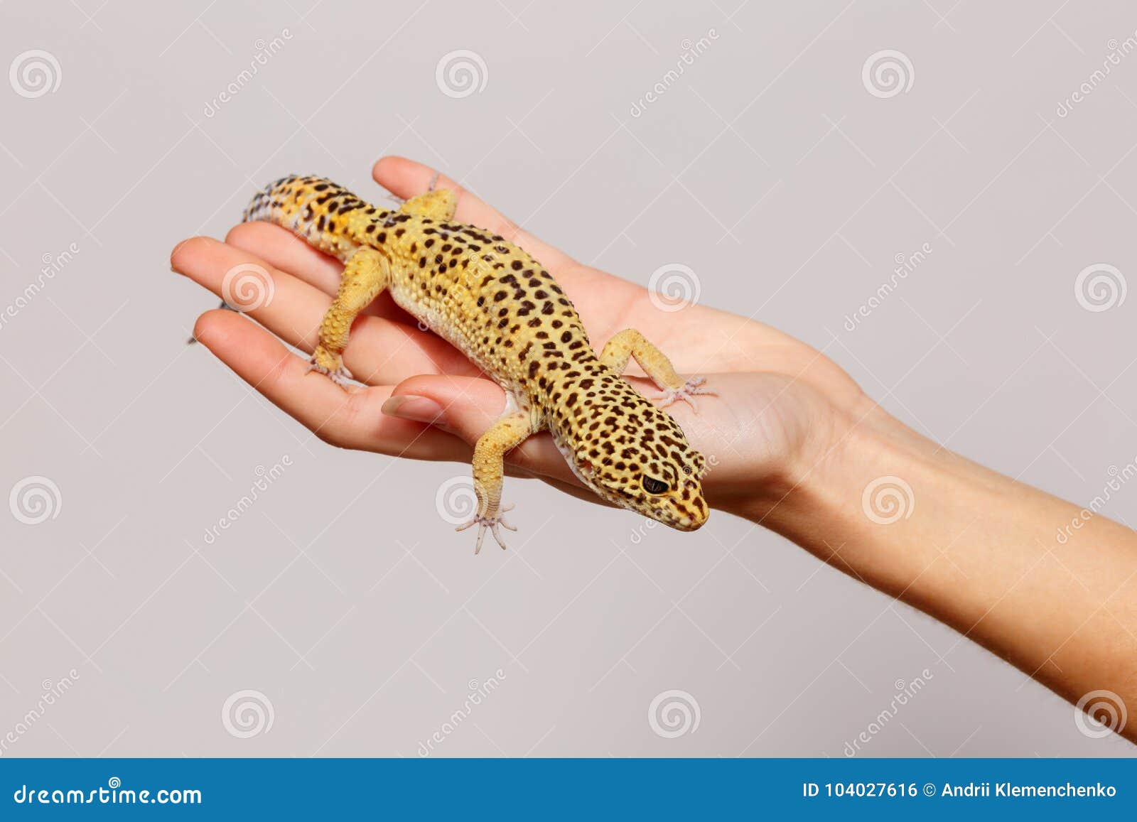 Nahaufnahme Eines Weiblichen Geckos in Einer Weiblichen Hand Stockfoto ...