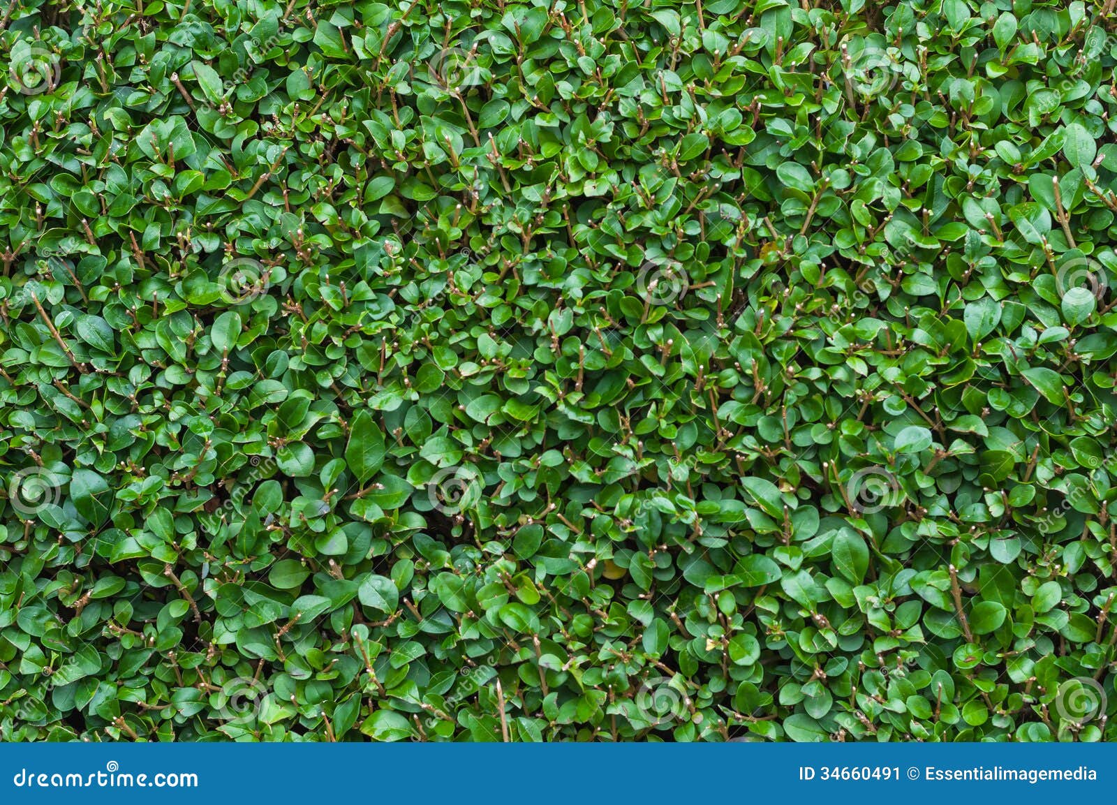 Nahaufnahme-Liguster-Hecke stockbild. Bild von blätter - 34660491