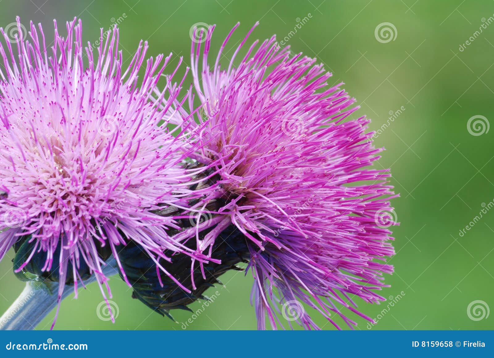 Nahaufnahme Mit Zwei Disteln Stockfoto - Bild von distel, wildblumen ...