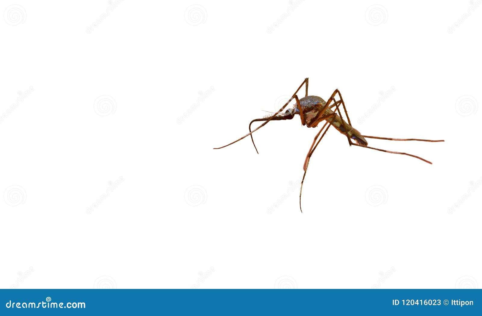 Nahaufnahme-Moskito stockbild. Bild von krankheit, medizinisch - 120416023