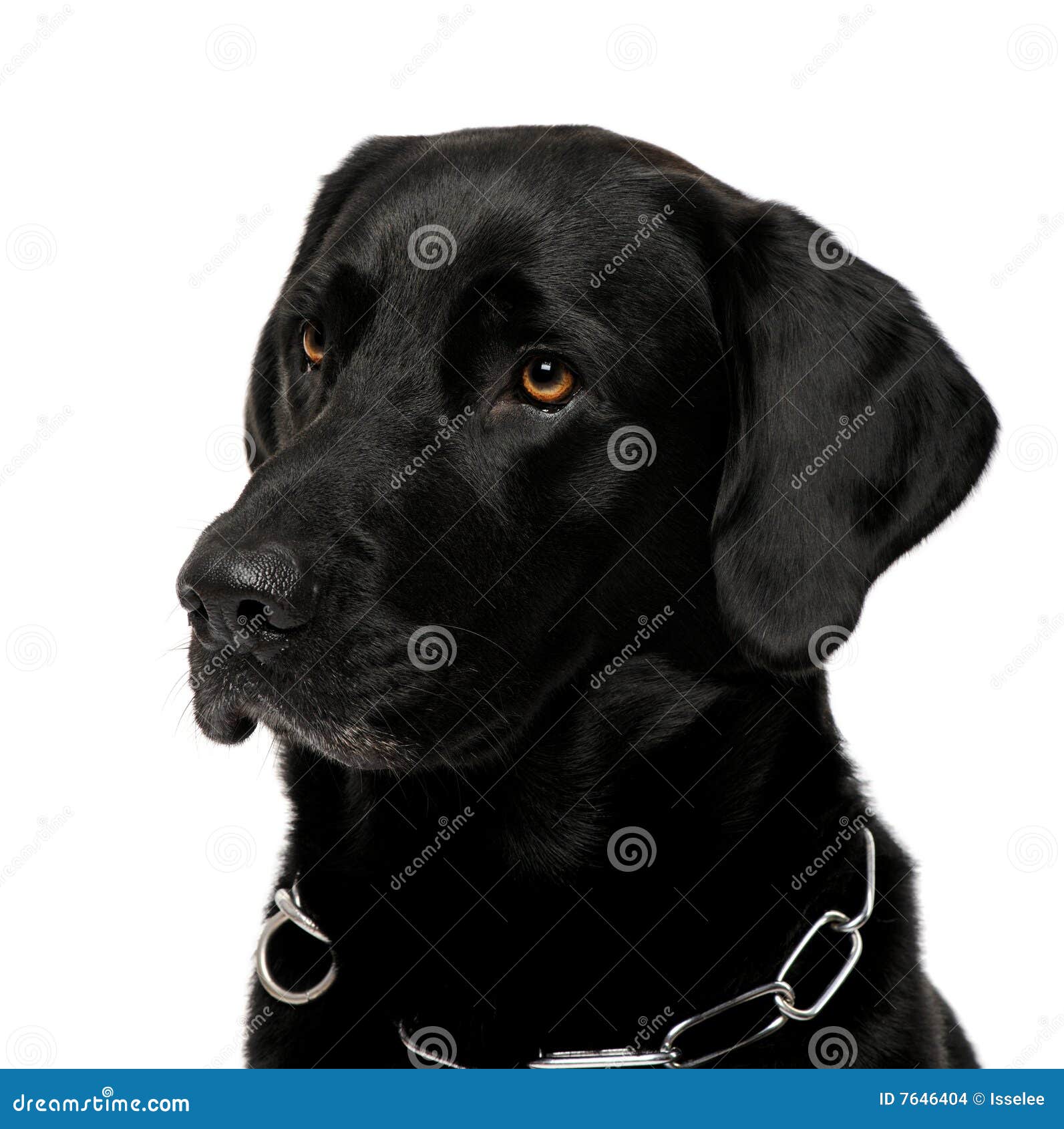 Nahaufnahme Von Einem Schwarzen Labrador Stockfoto - Bild von getrennt ...