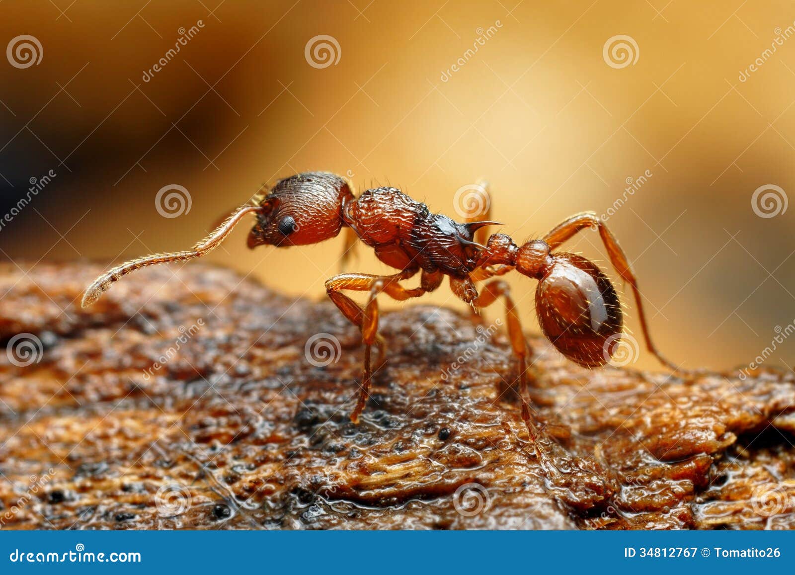 Nahaufnahme Von Myrmica Ameise Stockbild - Bild von tiefe, insekt: 34812767