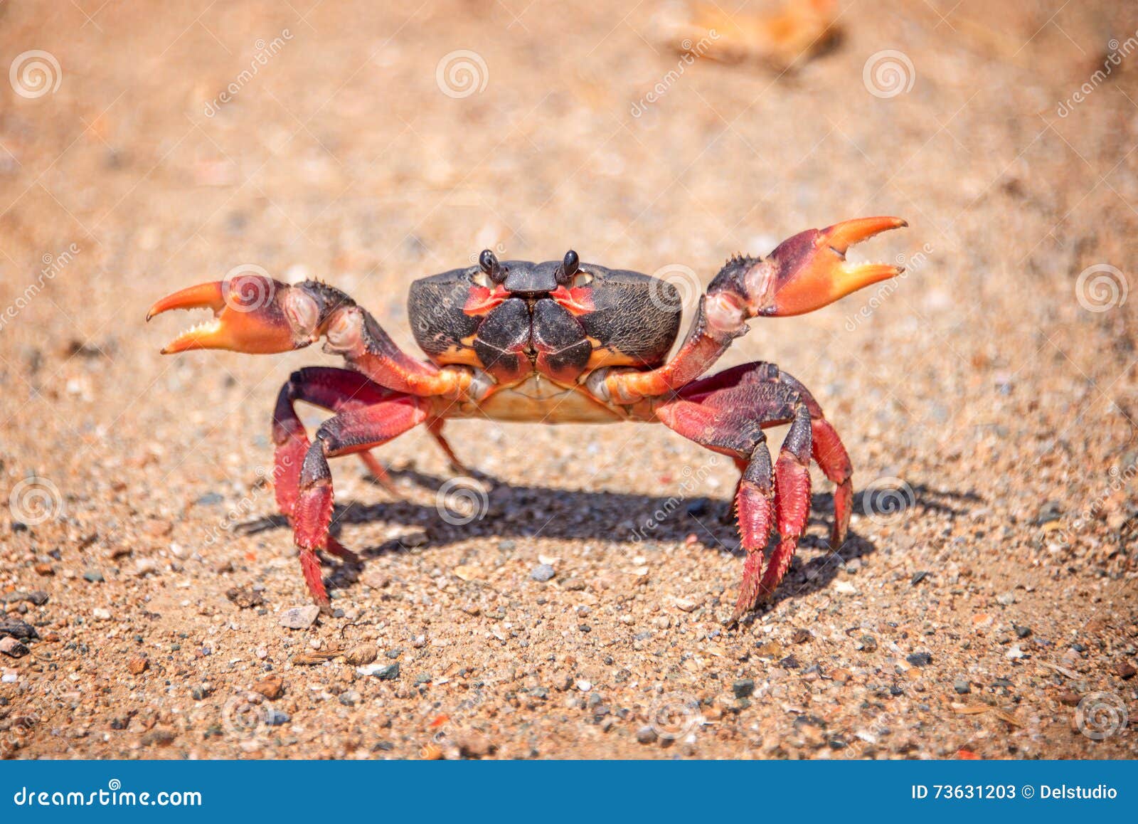 Nahes Hohes Der Krabbe, Kuba Stockbild - Bild von makro, wildnis: 73631203